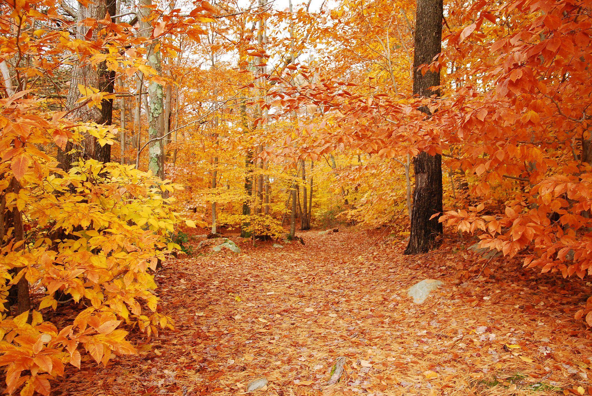 Rainy Autumn Wallpapers - Top Free Rainy Autumn Backgrounds ...