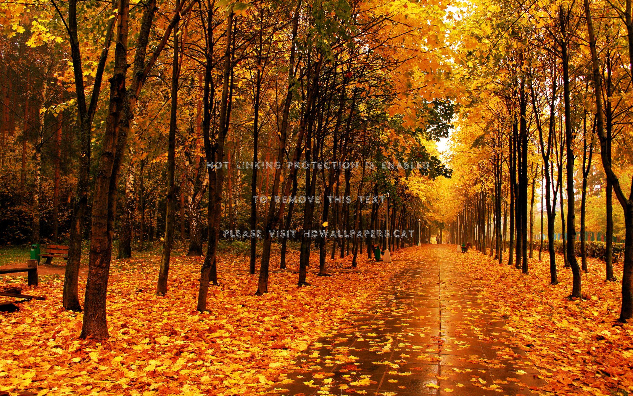 Rainy Autumn Wallpapers - Top Free Rainy Autumn Backgrounds ...