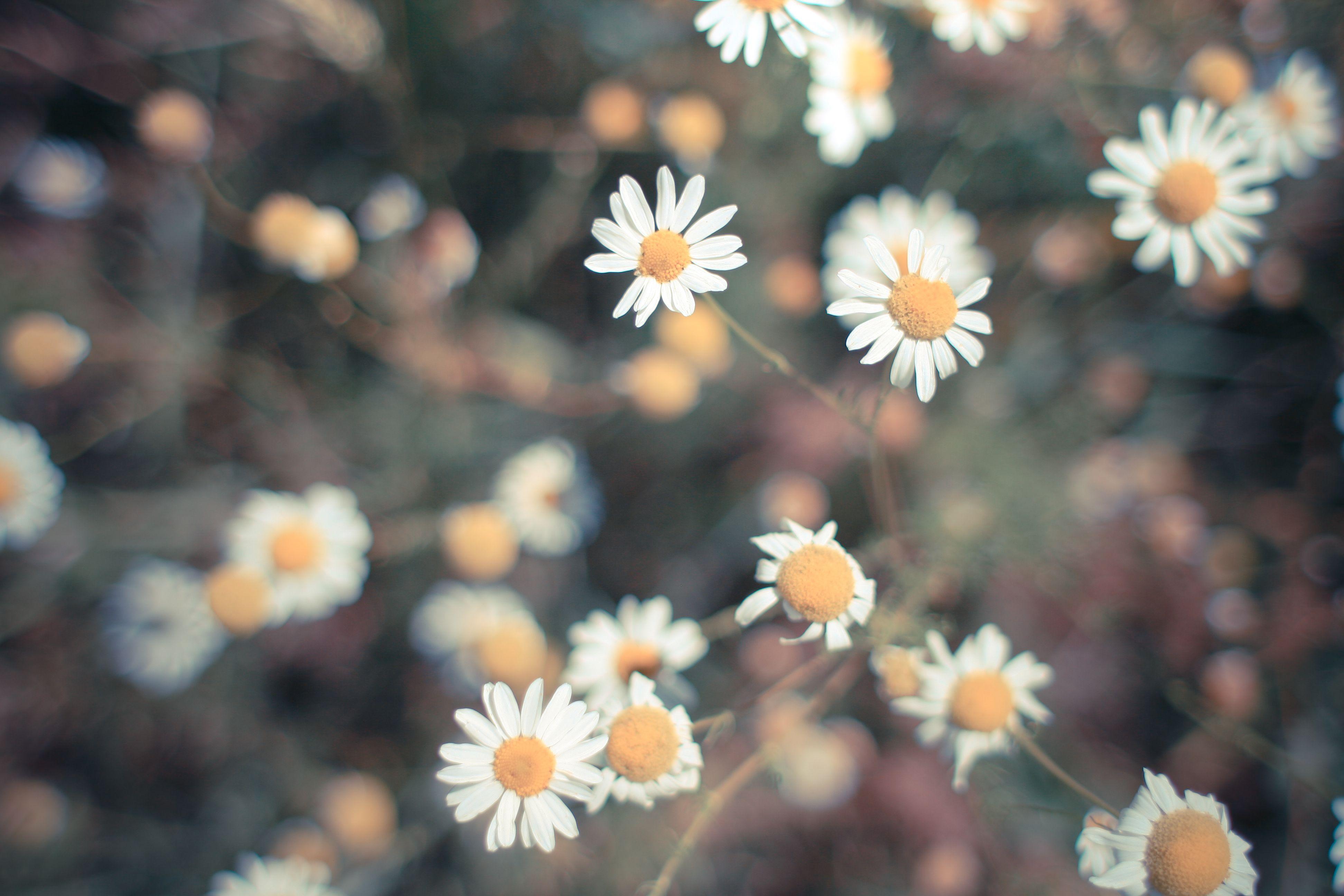 Vintage Daisy Wallpapers - Top Free Vintage Daisy Backgrounds ...