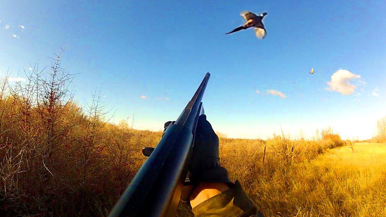 Bird Hunting Wallpapers - Top Free Bird Hunting Backgrounds ...