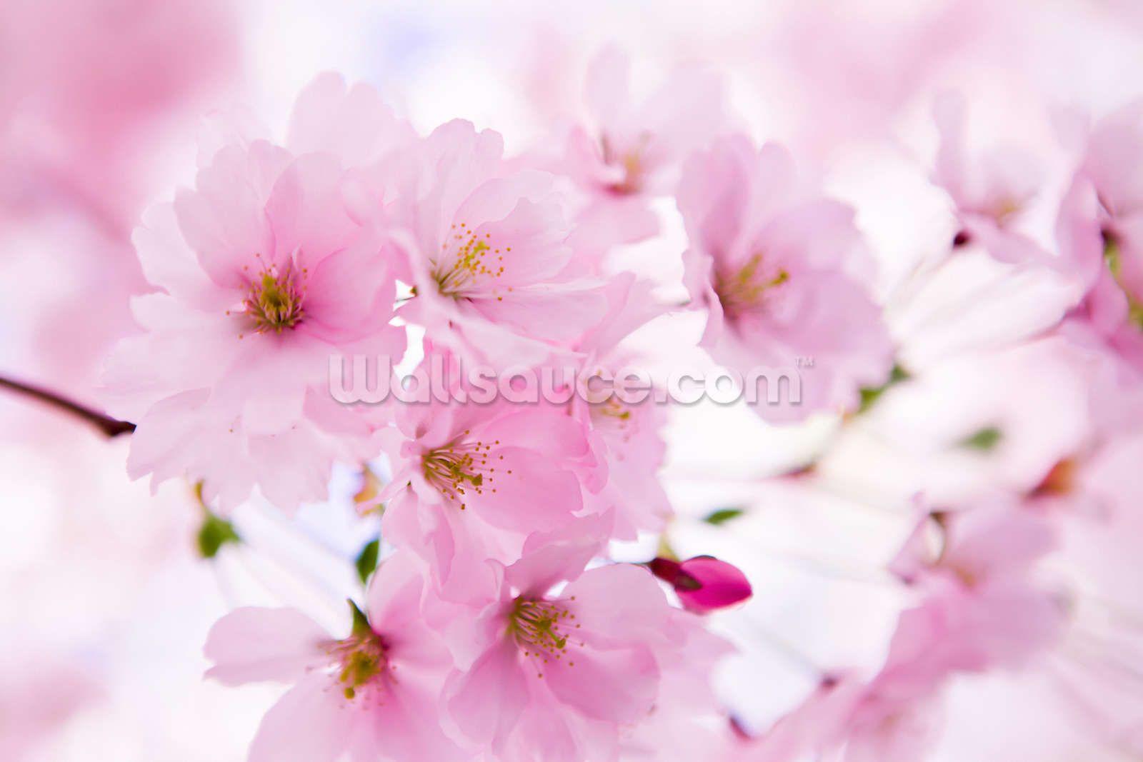 Cherry Blossom Vintage Wallpapers - Top Free Cherry Blossom Vintage ...
