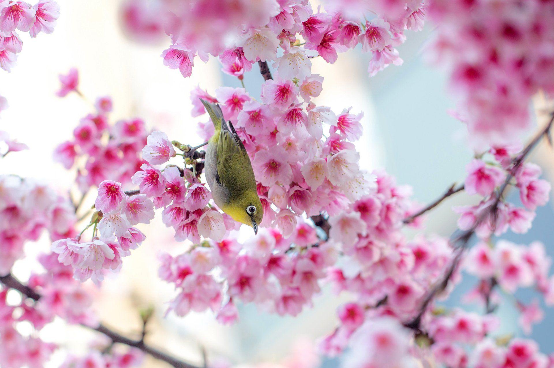 Pink Cherry Blossom Wallpapers - Top Free Pink Cherry Blossom ...