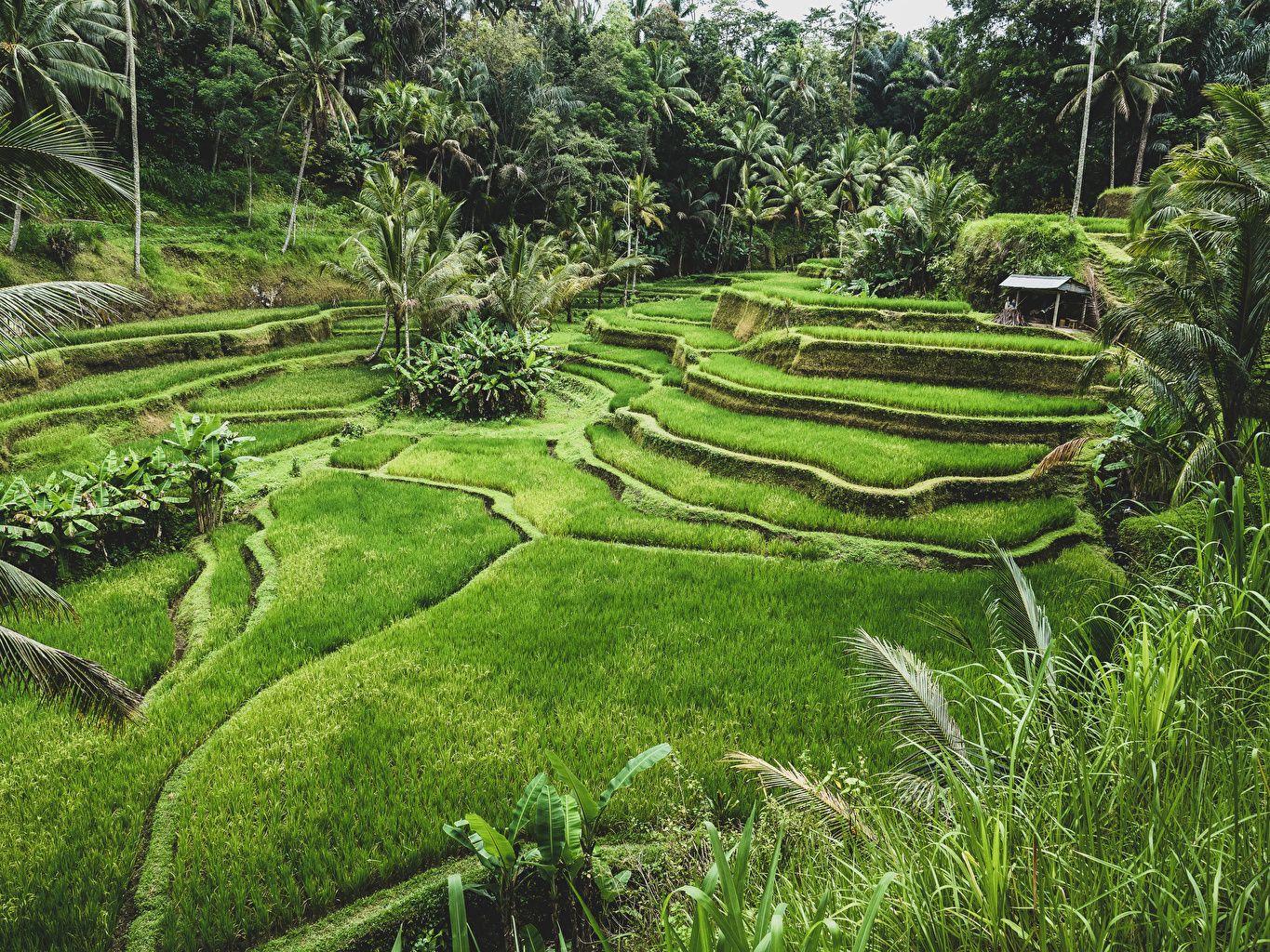 Bali Nature Wallpapers - Top Free Bali Nature Backgrounds - WallpaperAccess