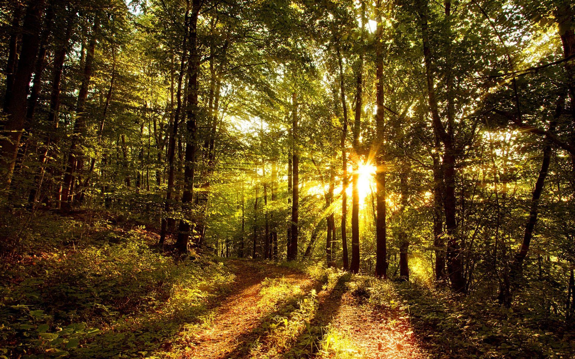 Sunray Wallpapers - Top Free Sunray Backgrounds - WallpaperAccess