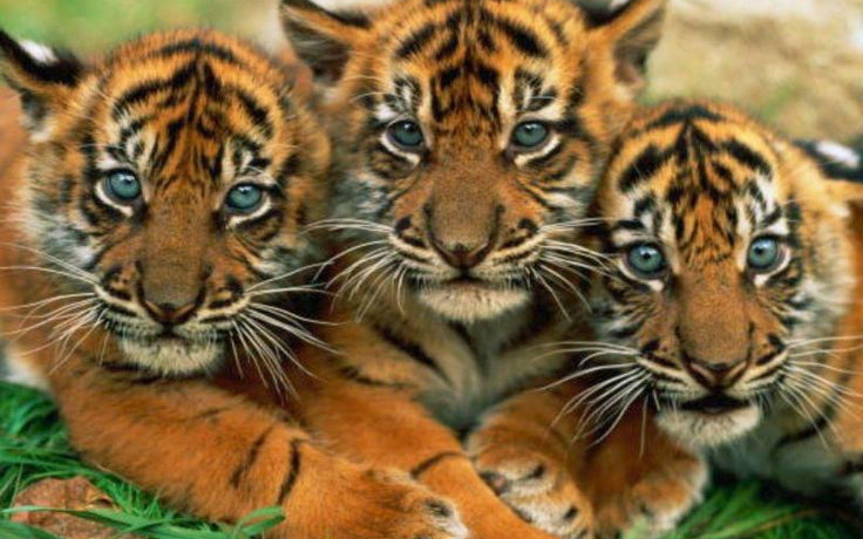 Tiger Cub Wallpapers - Top Free Tiger Cub Backgrounds - WallpaperAccess