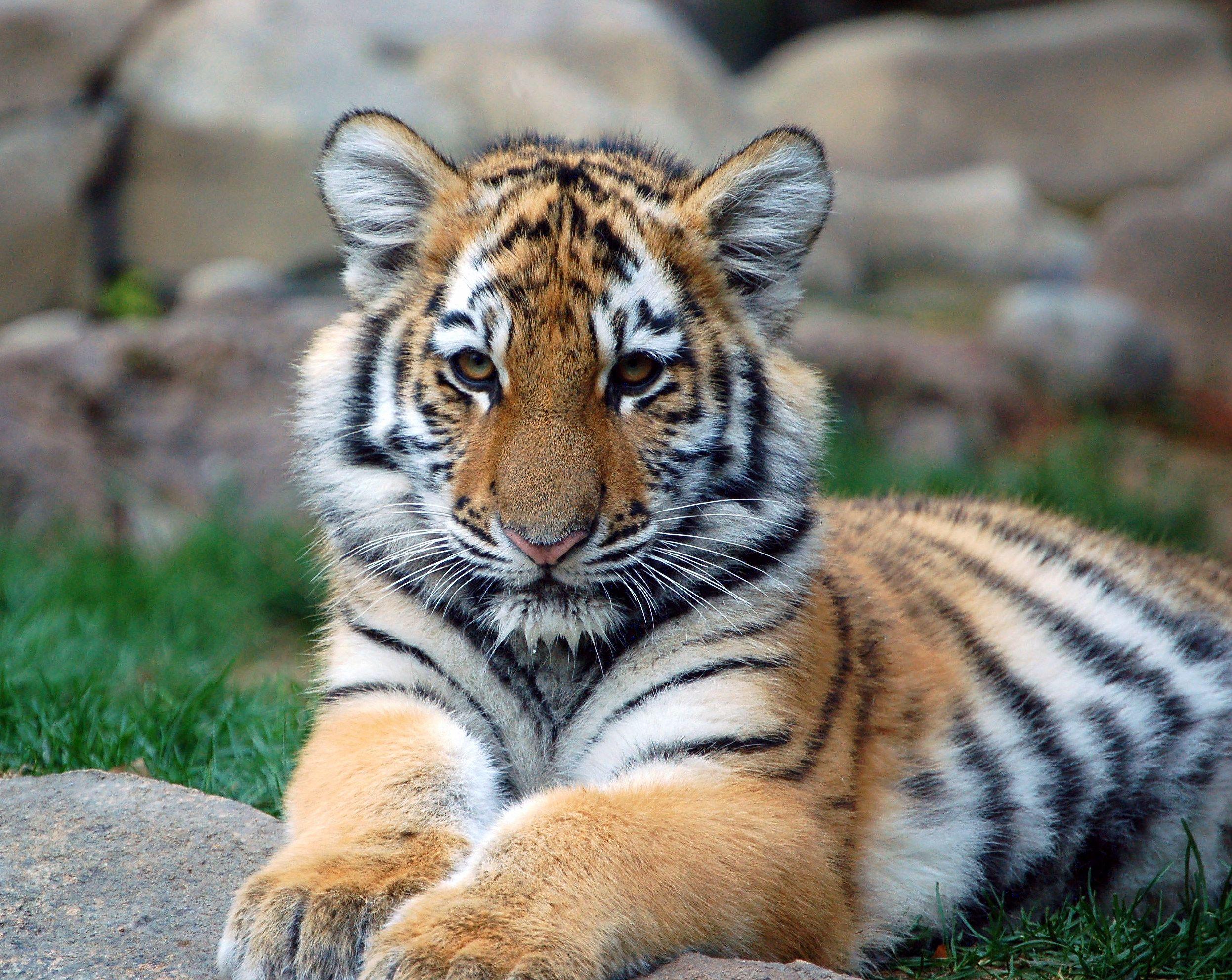Tiger Cub Wallpapers - Top Free Tiger Cub Backgrounds - WallpaperAccess