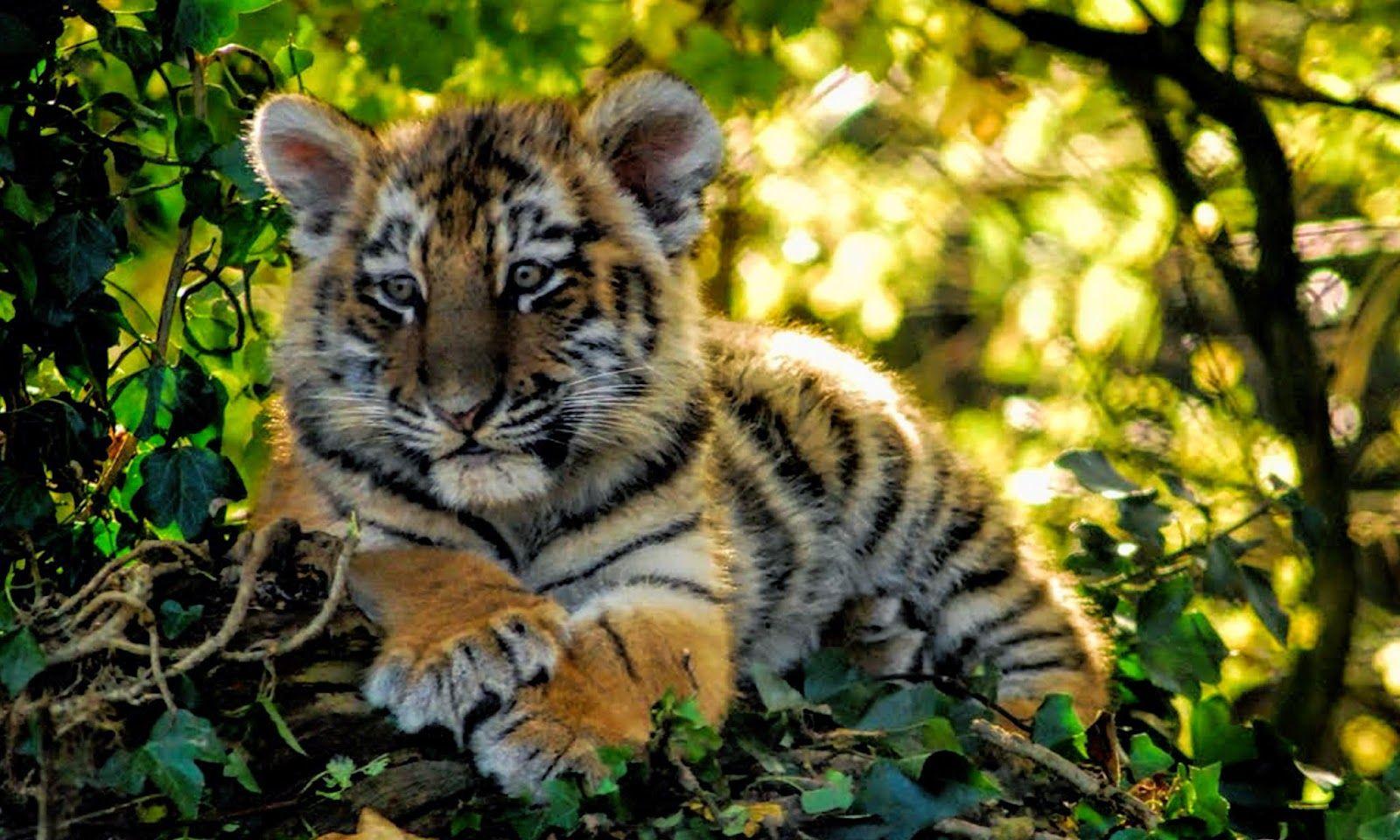Tiger Cub Wallpapers - Top Free Tiger Cub Backgrounds - WallpaperAccess