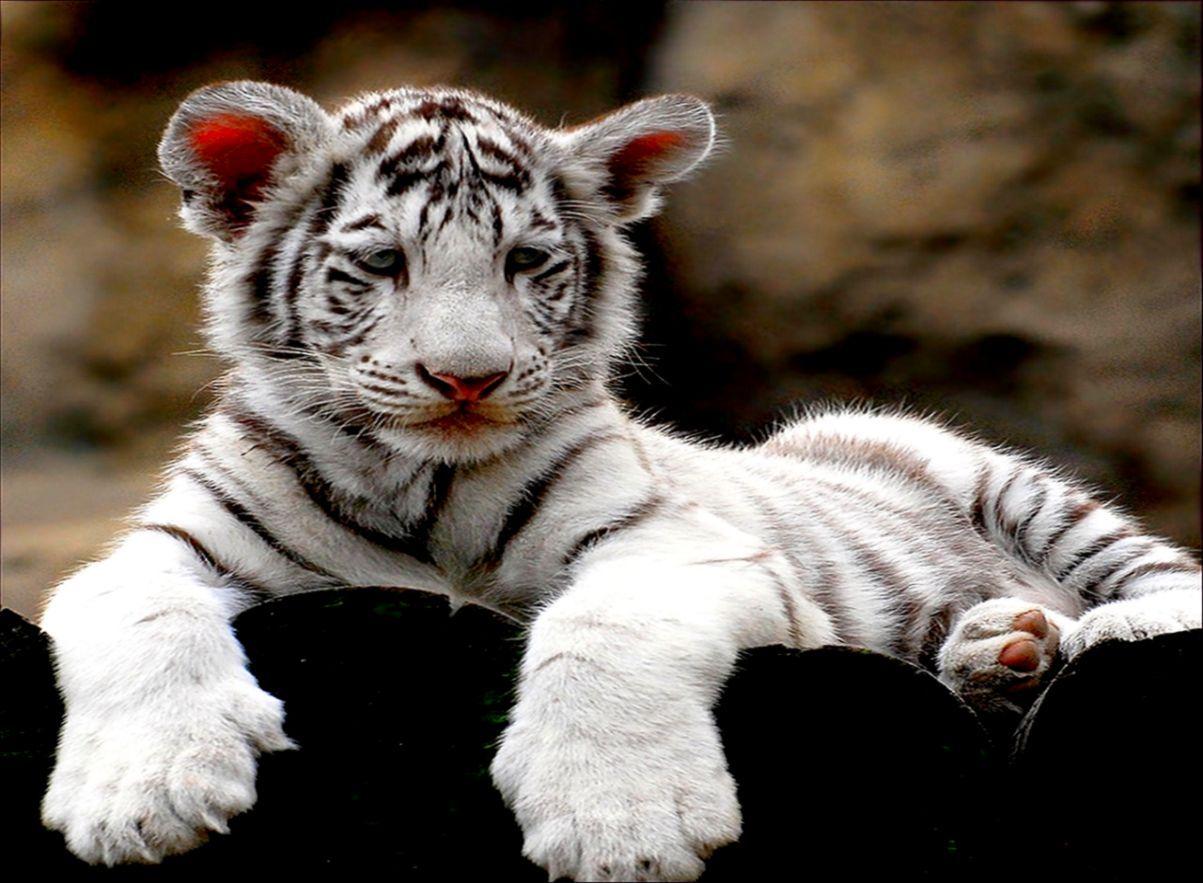 Tiger Cub Wallpapers - Top Free Tiger Cub Backgrounds - WallpaperAccess