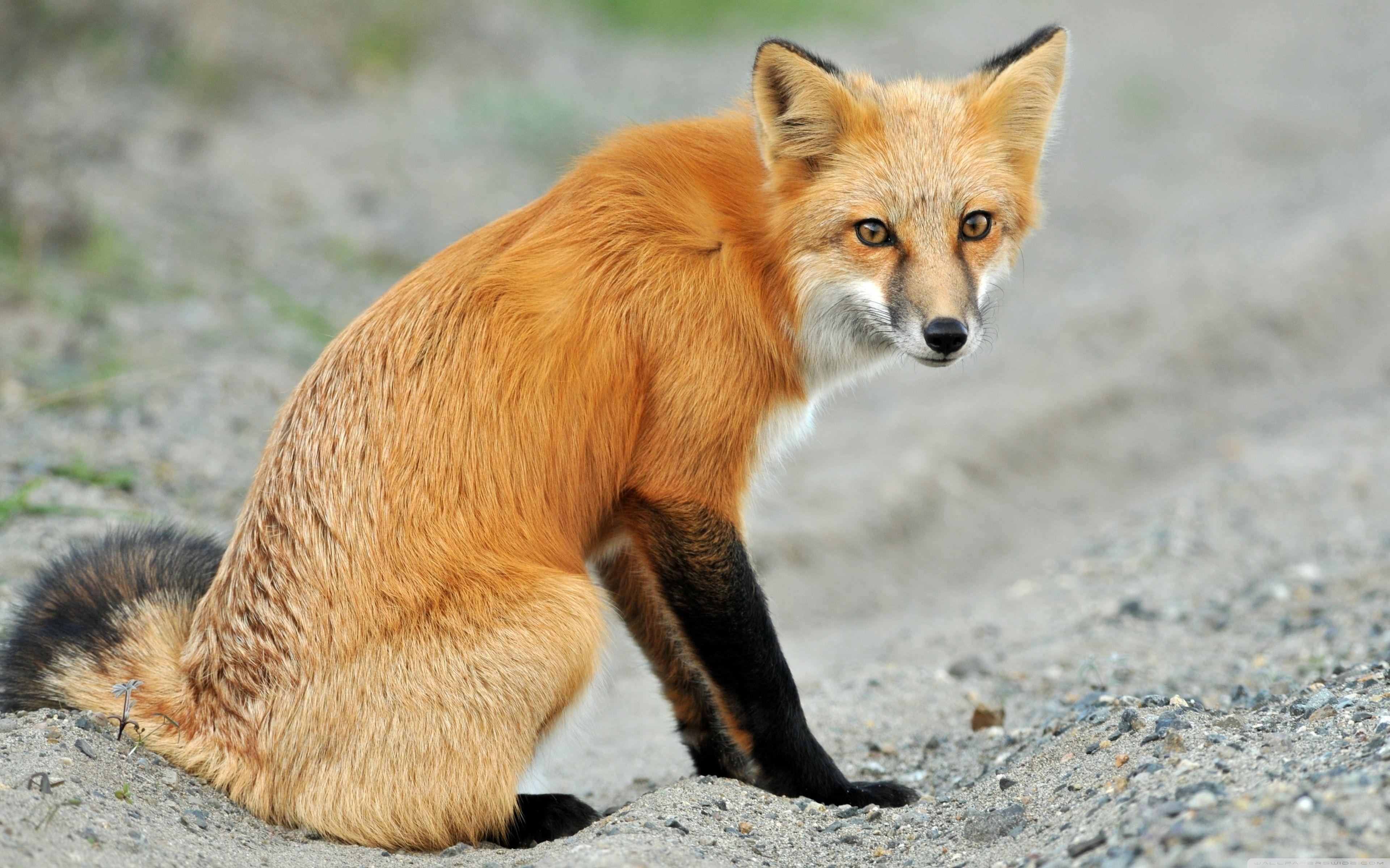 Fox Nature Wallpapers - Top Free Fox Nature Backgrounds - WallpaperAccess