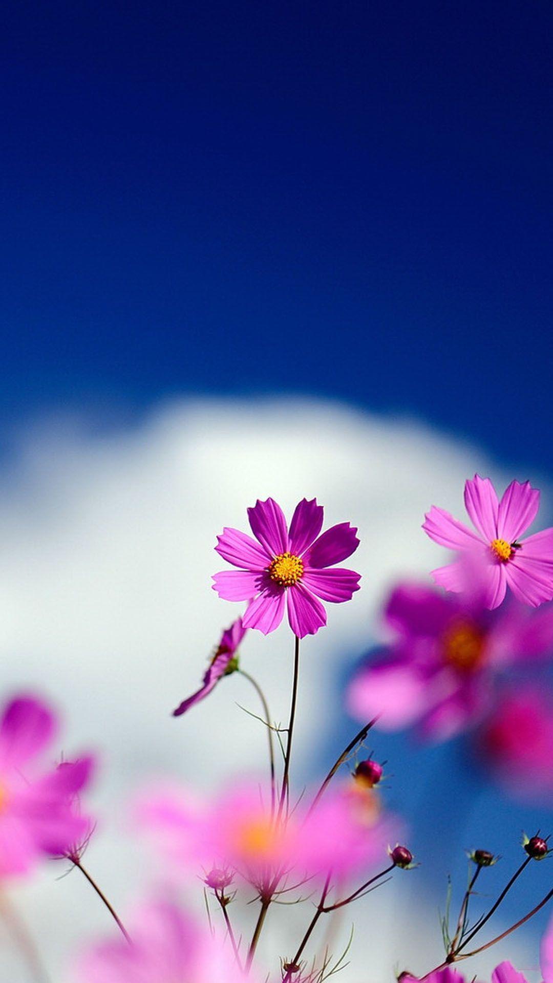 Flower Android Wallpapers Top Free Flower Android Backgrounds