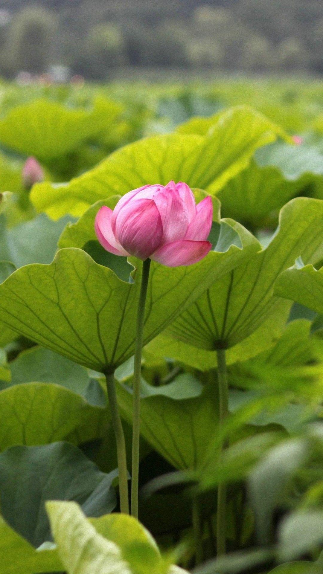 Flower Android Wallpapers - Top Free Flower Android Backgrounds ...