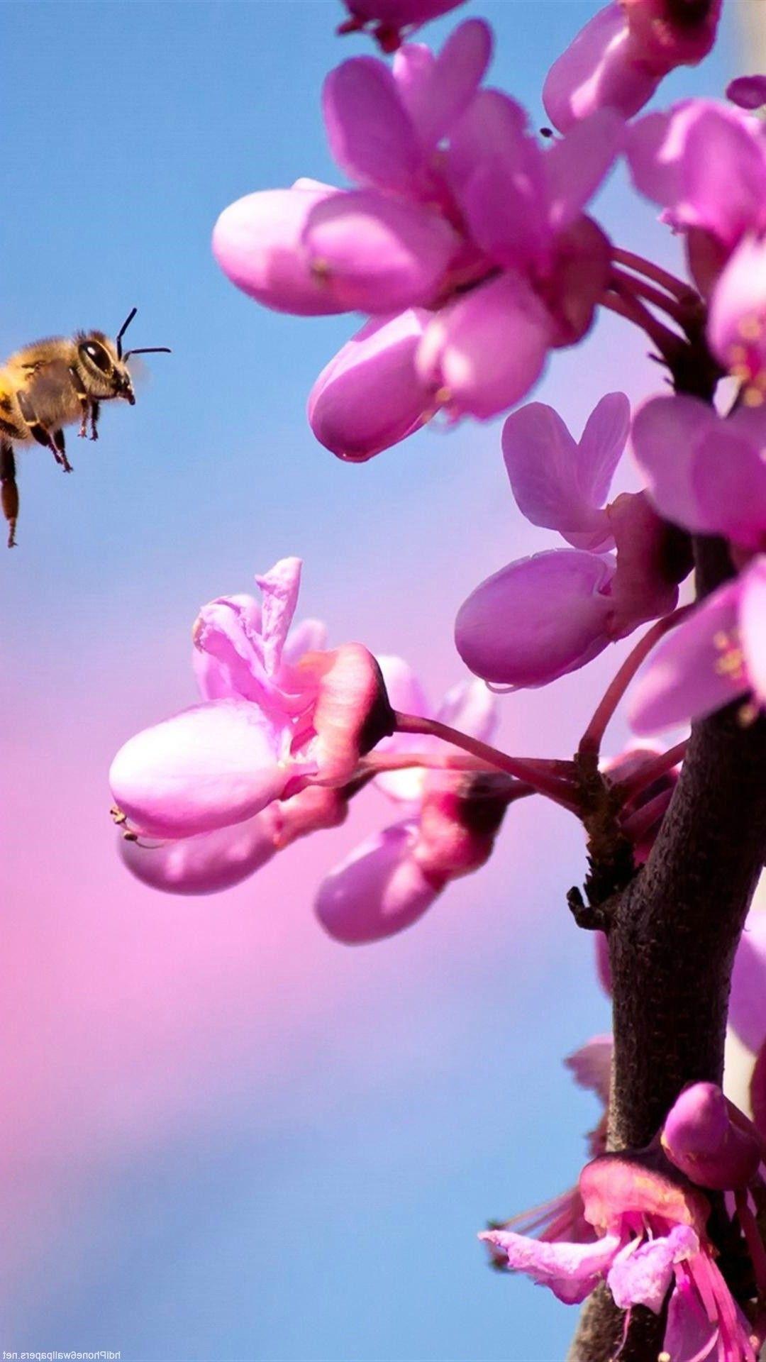 Flower Android Wallpapers - Top Free Flower Android Backgrounds ...