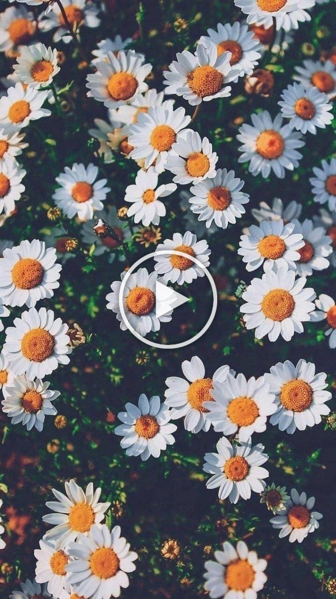 Flower Android Wallpapers - Top Free Flower Android Backgrounds ...