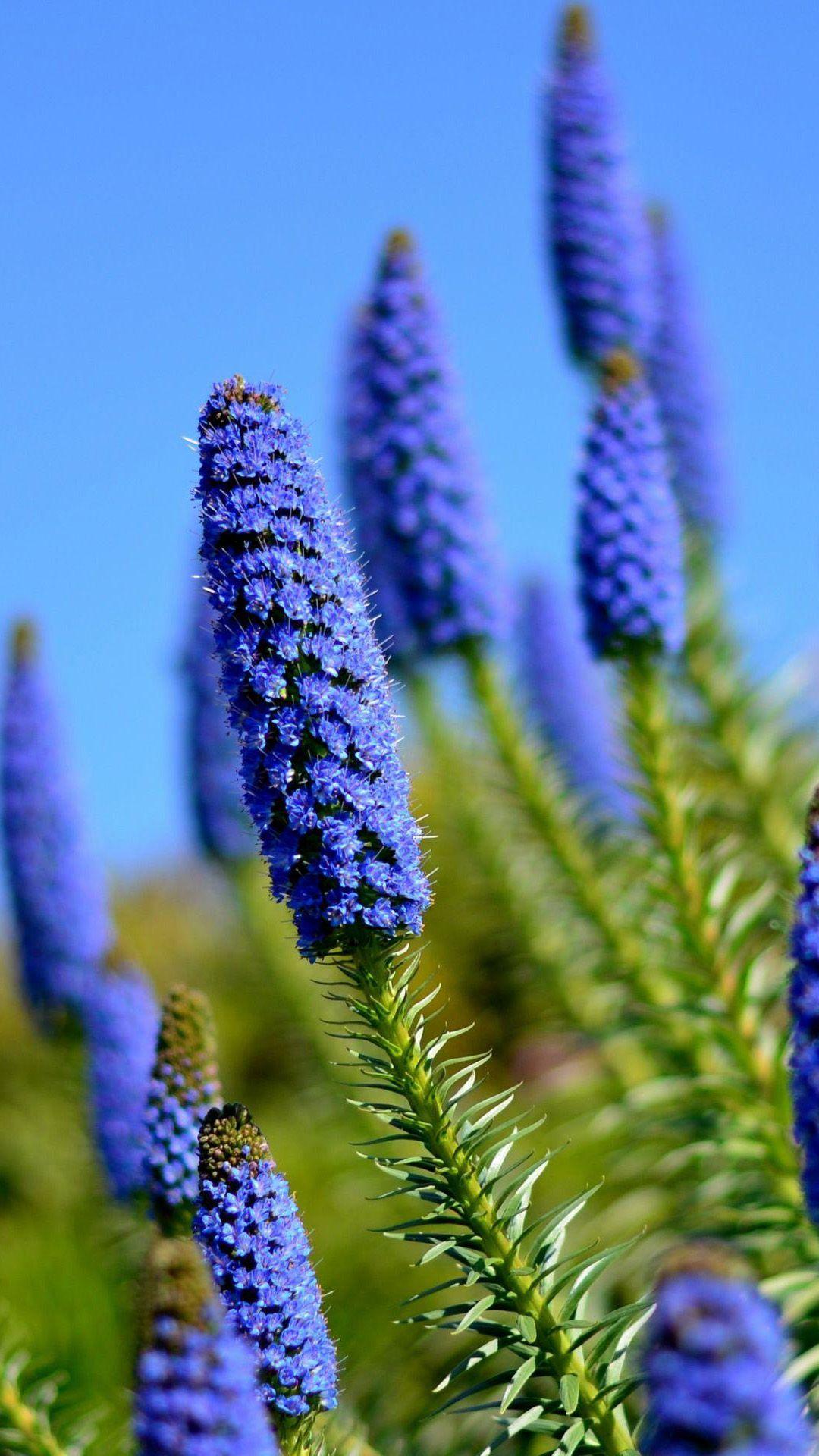 Flower Android Wallpapers - Top Free Flower Android Backgrounds ...