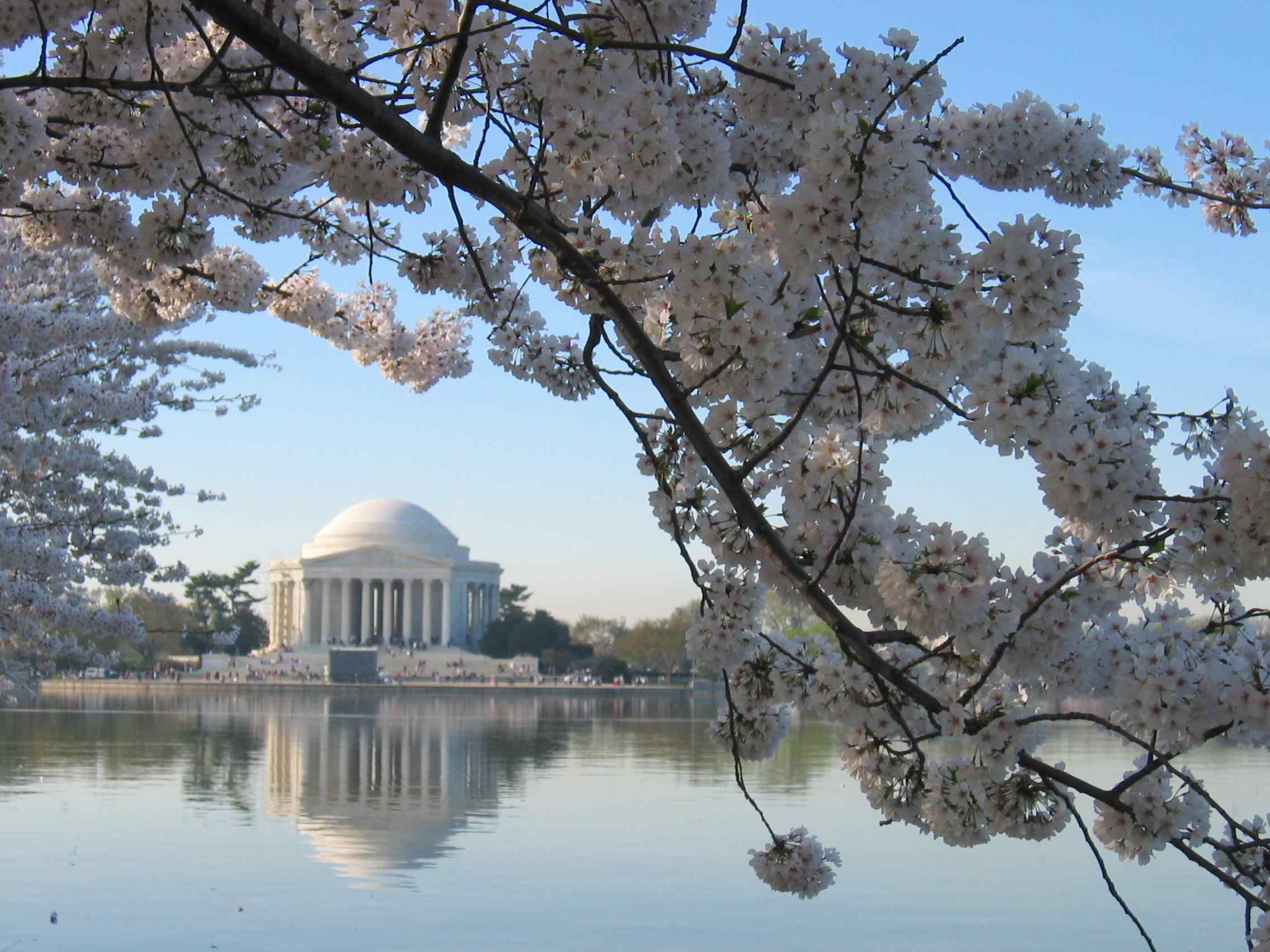 Washington Cherry Trees Wallpapers - Top Free Washington Cherry Trees ...