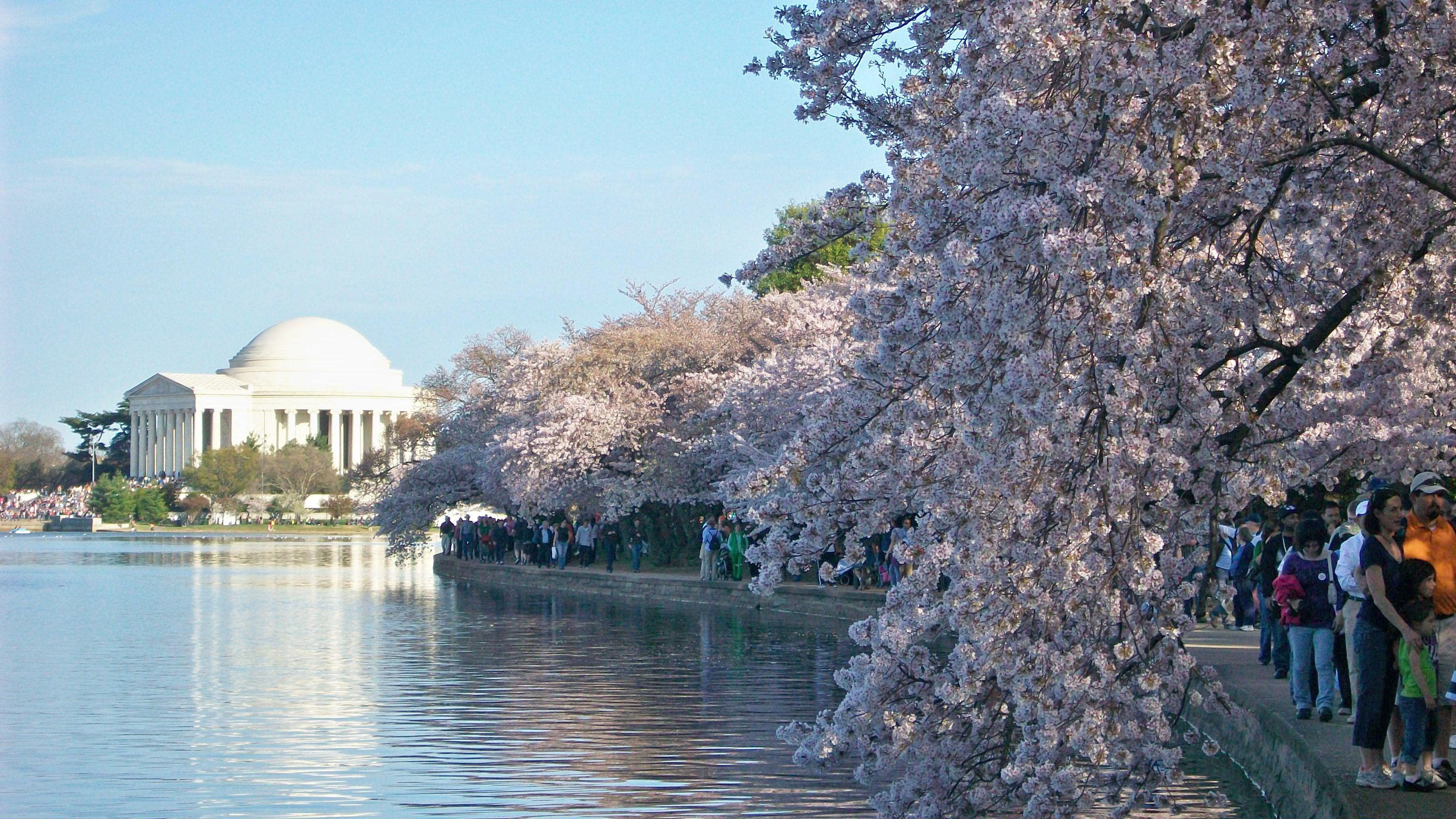 Washington Cherry Trees Wallpapers - Top Free Washington Cherry Trees ...