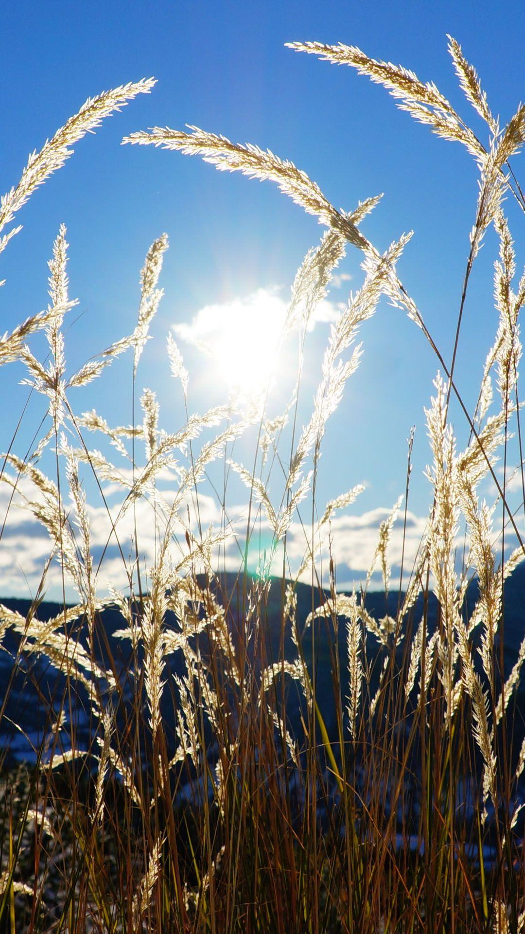 Sunshine iPhone Wallpapers - Top Free Sunshine iPhone Backgrounds ...