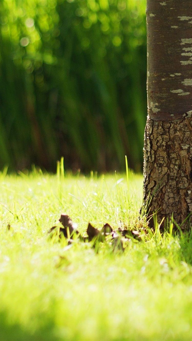 Grass iPhone Wallpapers - Top Free Grass iPhone Backgrounds ...
