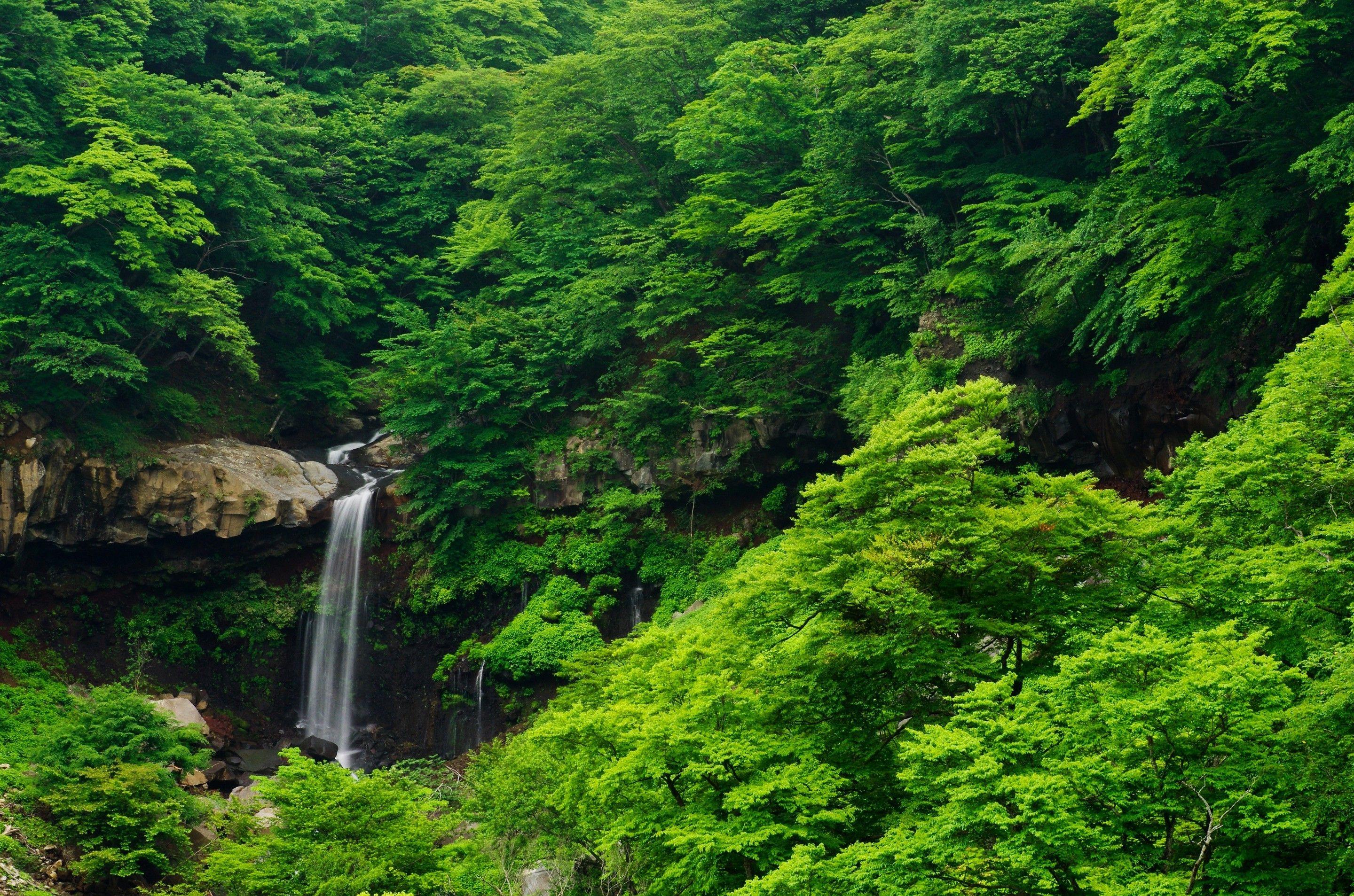 Tropical Rainforest Wallpapers - Top Free Tropical Rainforest ...