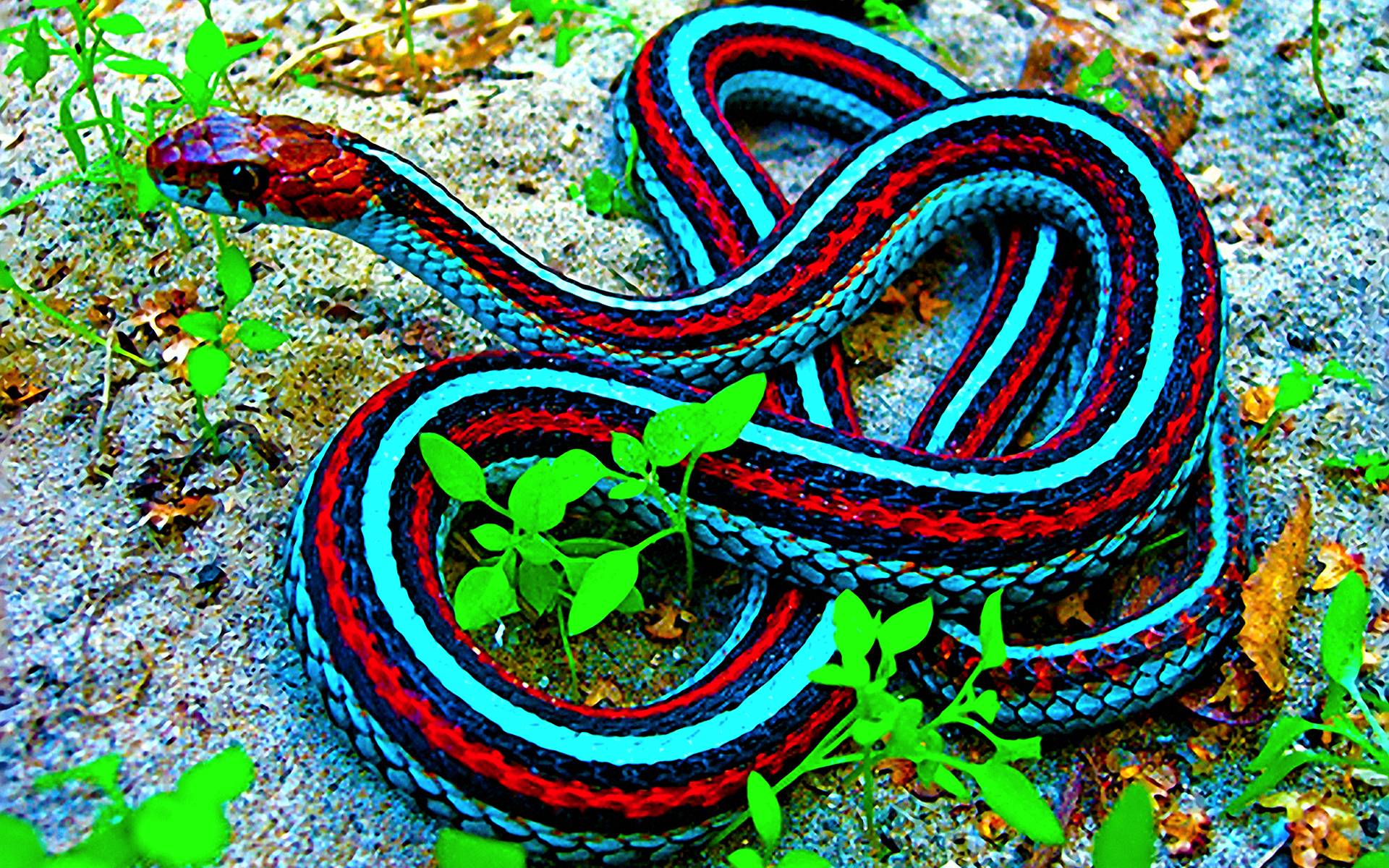 Blue Snake Wallpapers - Top Free Blue Snake Backgrounds - WallpaperAccess