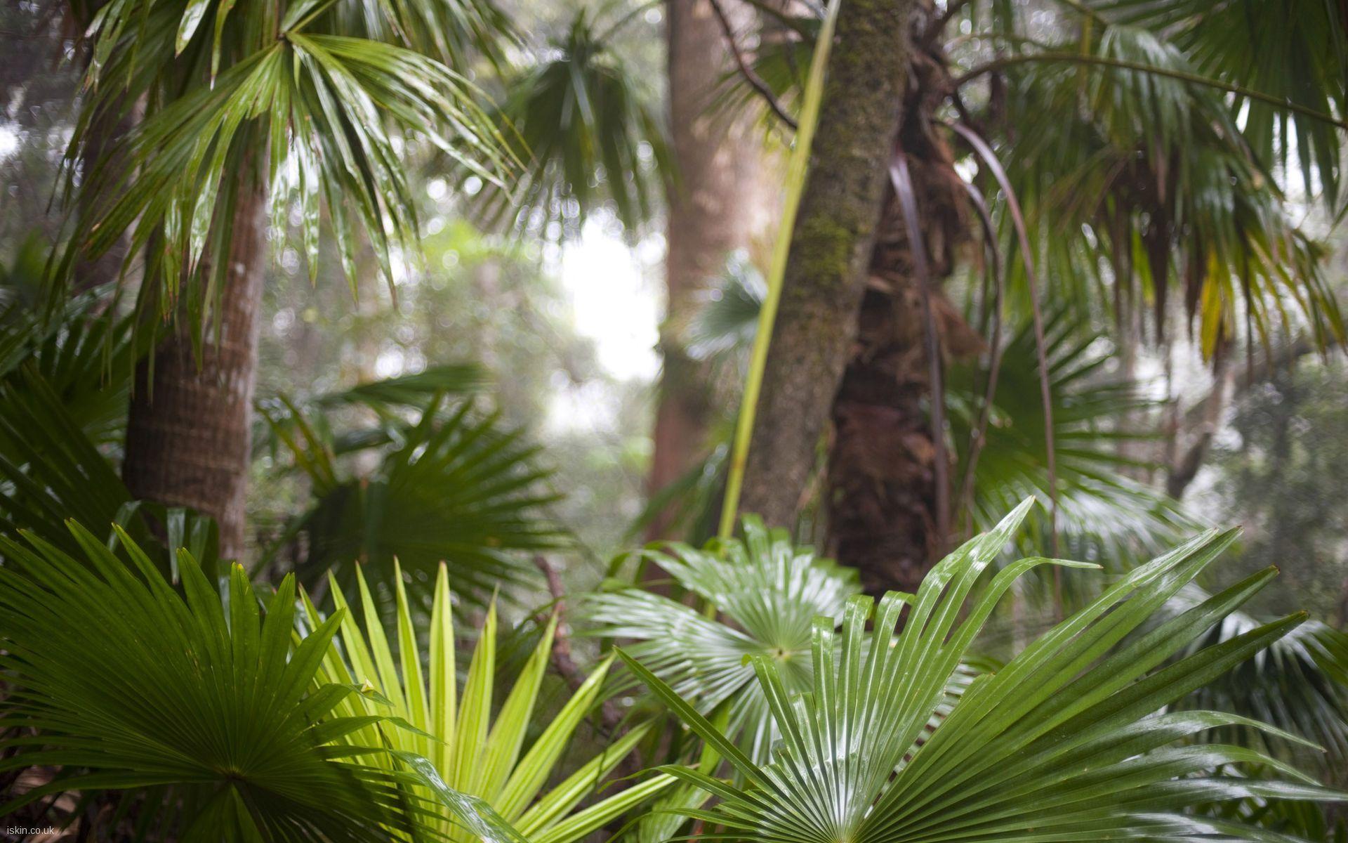 Tropical Rainforest Wallpapers - Top Free Tropical Rainforest ...