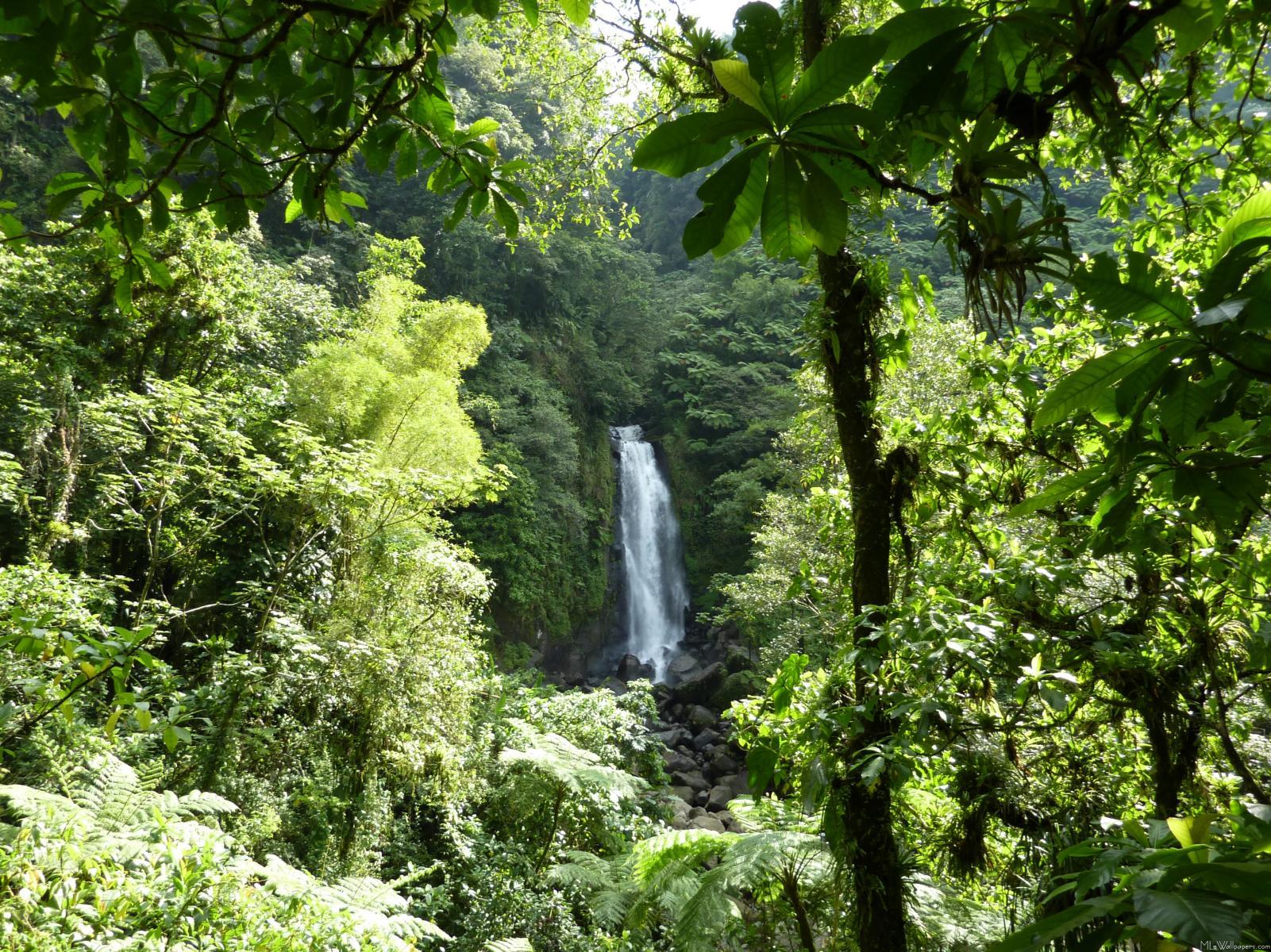 Tropical Rainforest Wallpapers - Top Free Tropical Rainforest ...