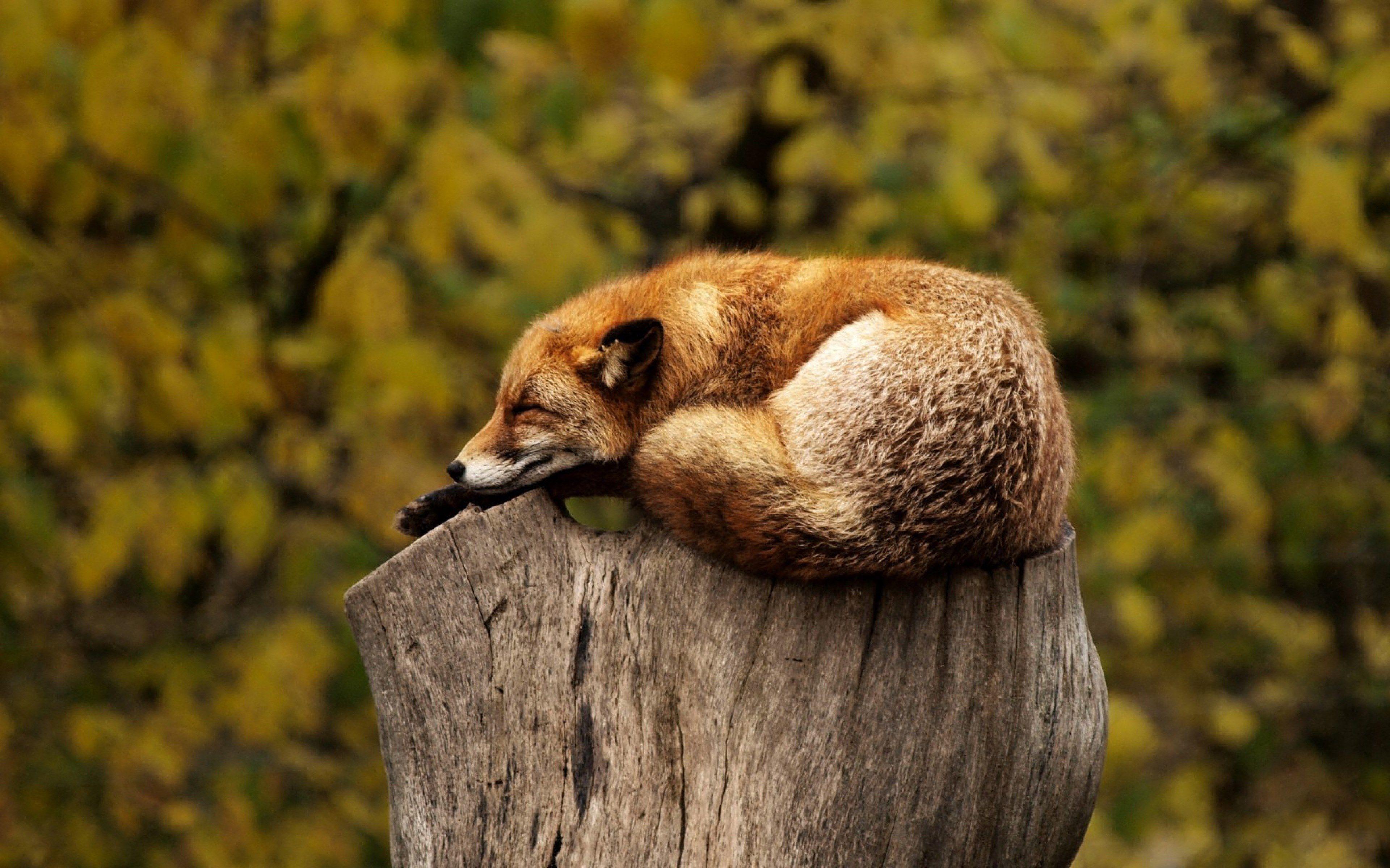 Fox 4K Wallpapers - Top Free Fox 4K Backgrounds - WallpaperAccess