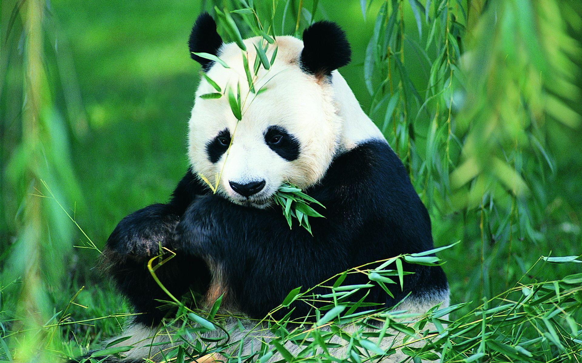 Panda Desktop Wallpapers - Top Free Panda Desktop Backgrounds ...
