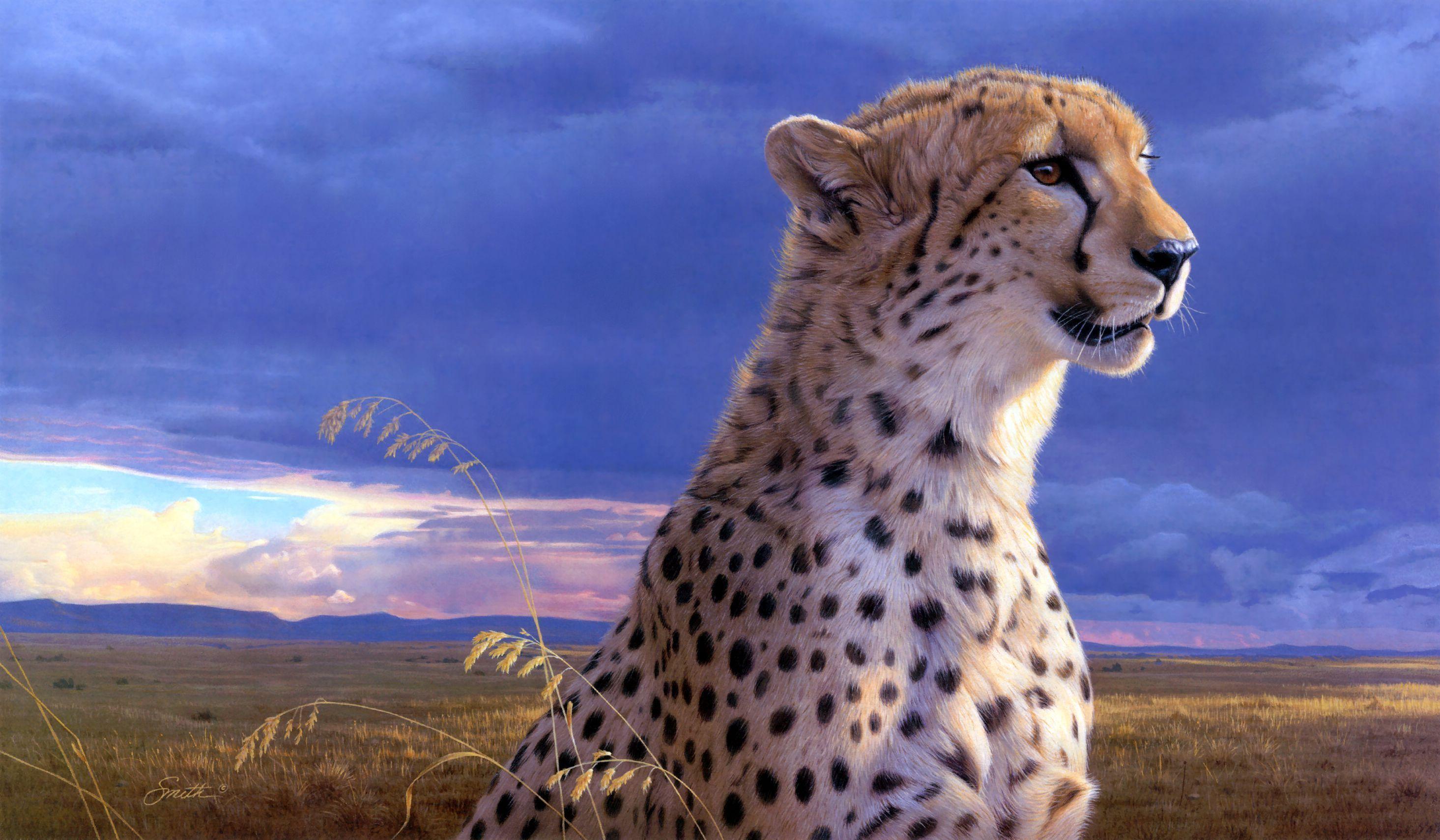 Cheetah Desktop Wallpapers - Top Free Cheetah Desktop Backgrounds ...