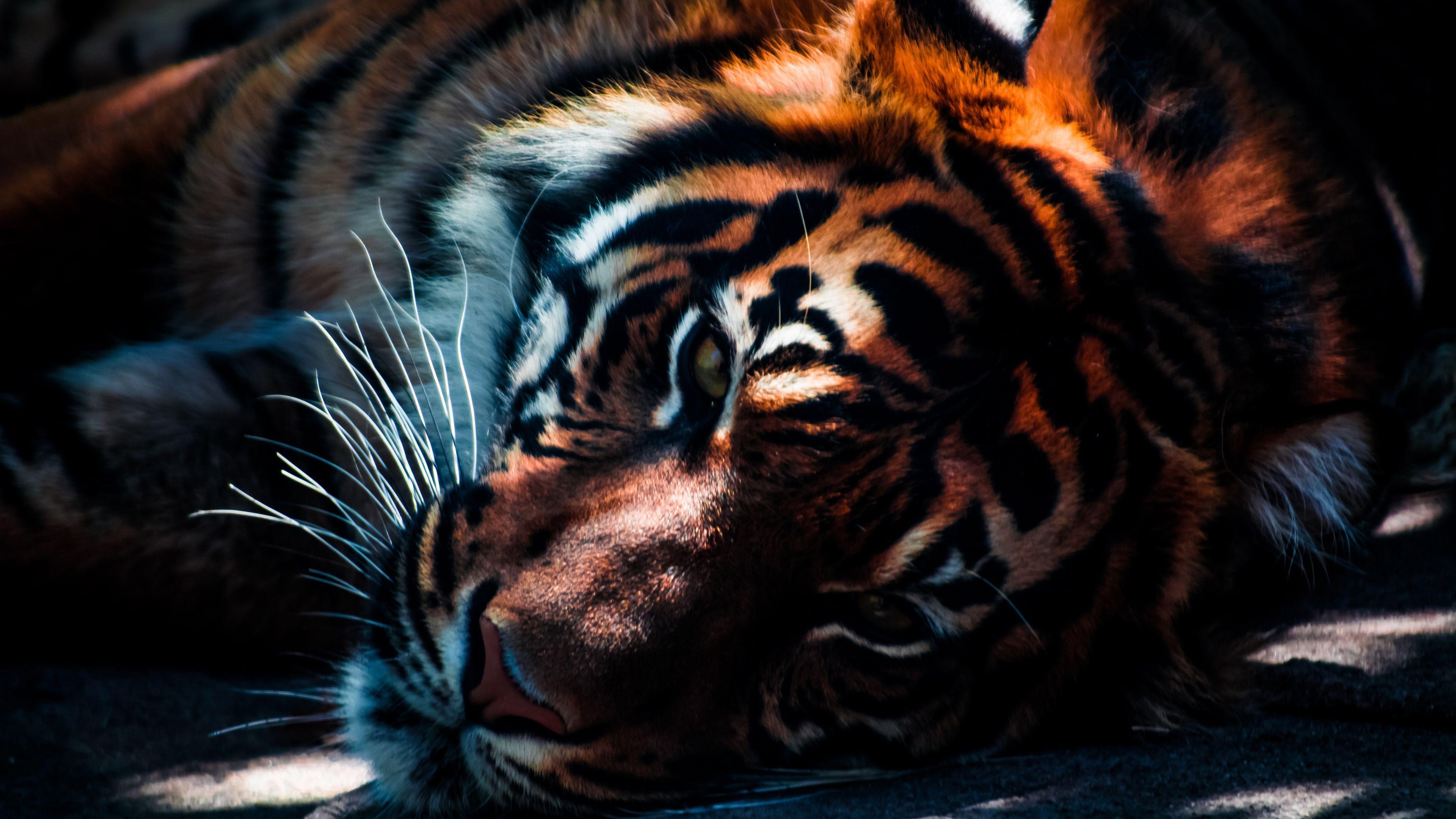 Tiger HD Desktop Wallpapers - Top Free Tiger HD Desktop Backgrounds ...
