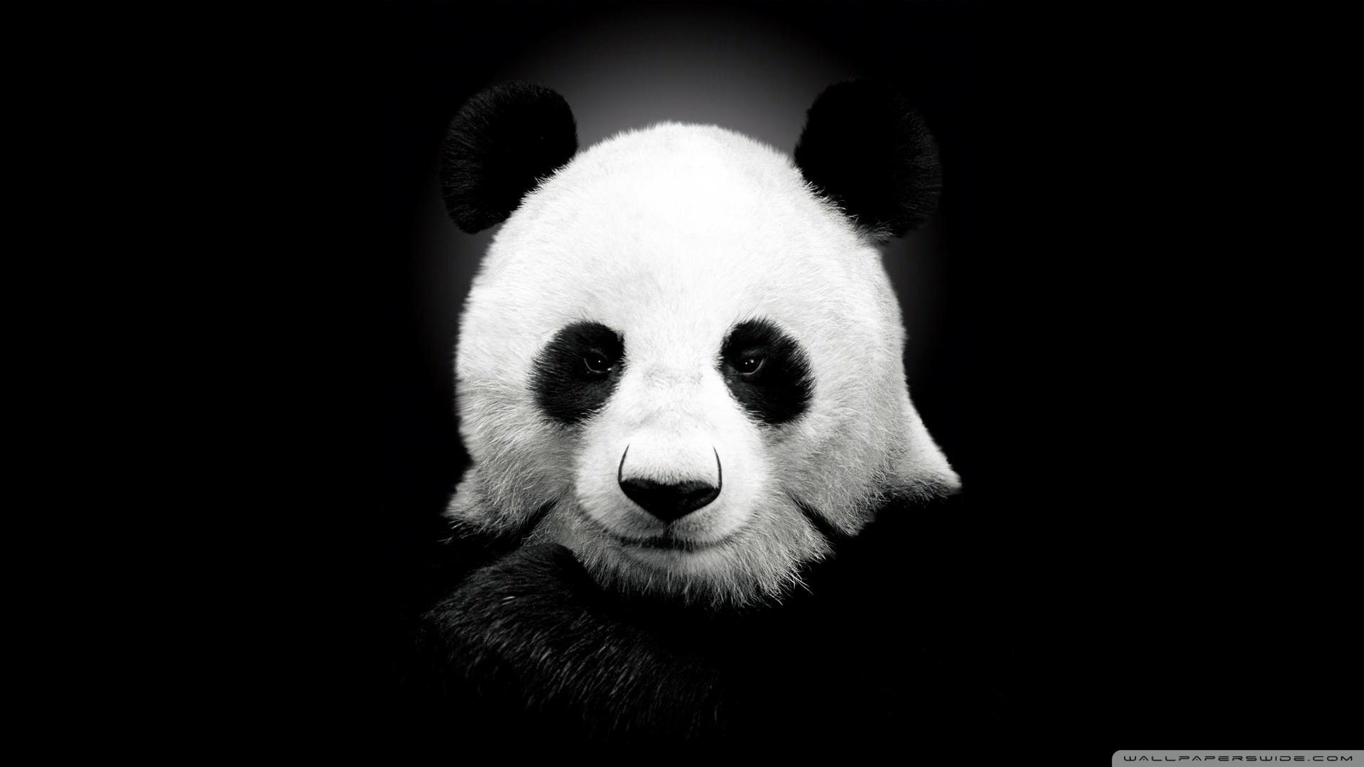 Panda Desktop Wallpapers - Top Free Panda Desktop Backgrounds ...