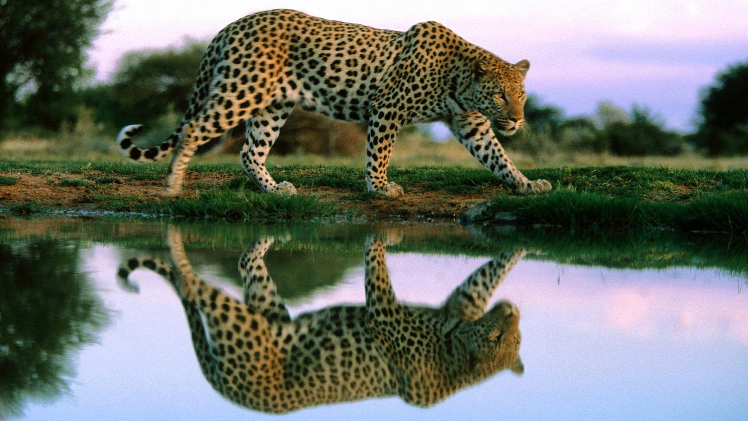 Cheetah Desktop Wallpapers - Top Free Cheetah Desktop Backgrounds ...