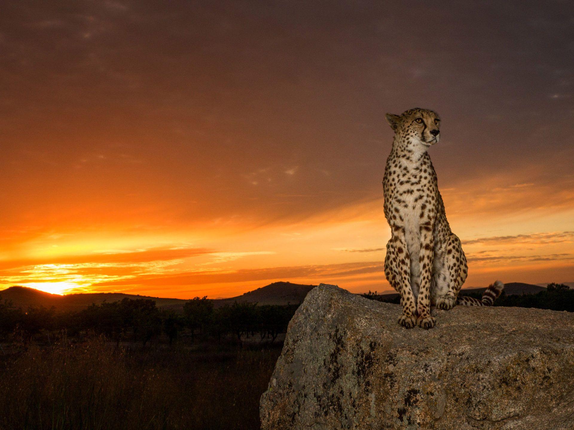 Cheetah Desktop Wallpapers - Top Free Cheetah Desktop Backgrounds ...