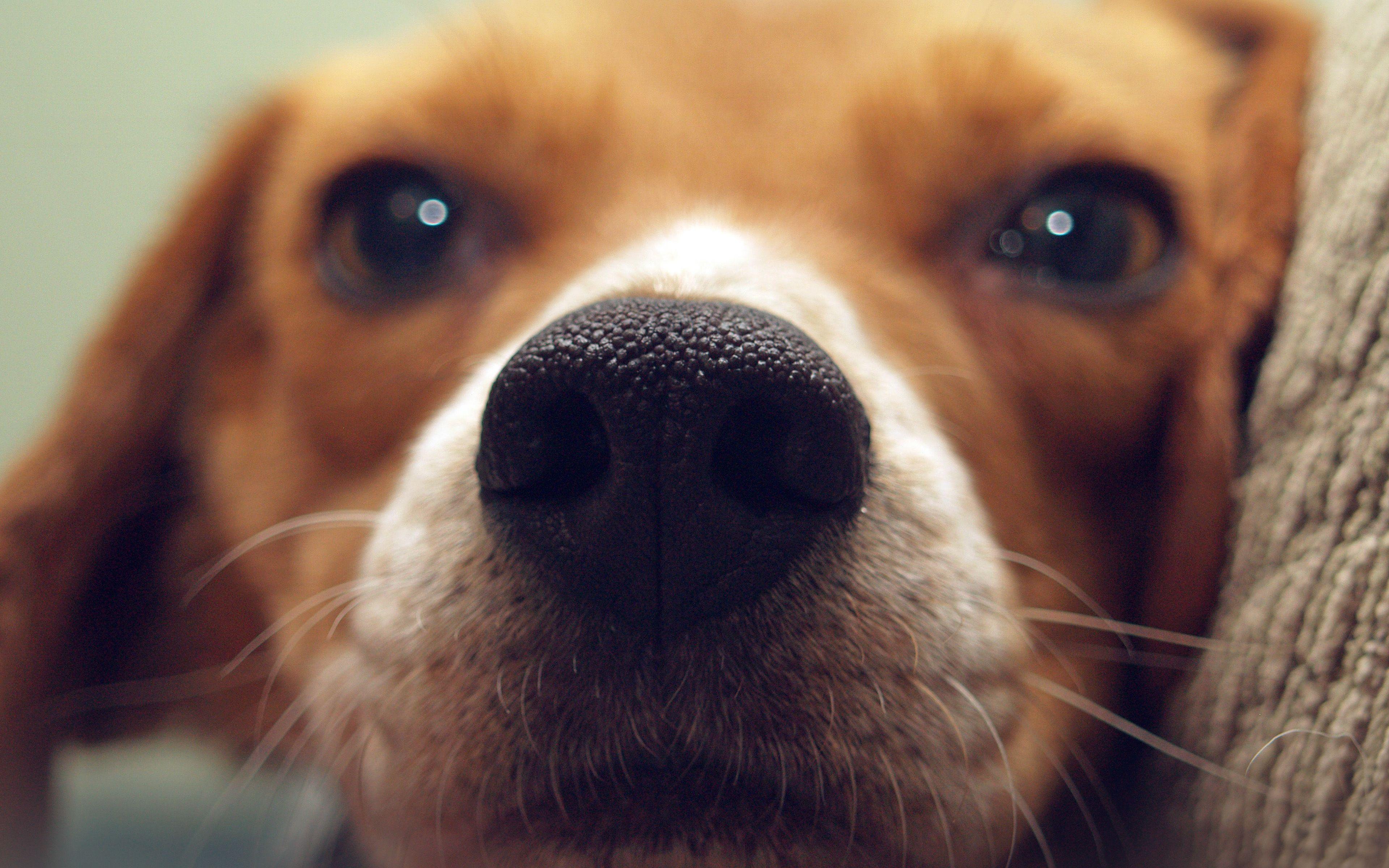 Dog Laptop Wallpapers - Top Free Dog Laptop Backgrounds - WallpaperAccess