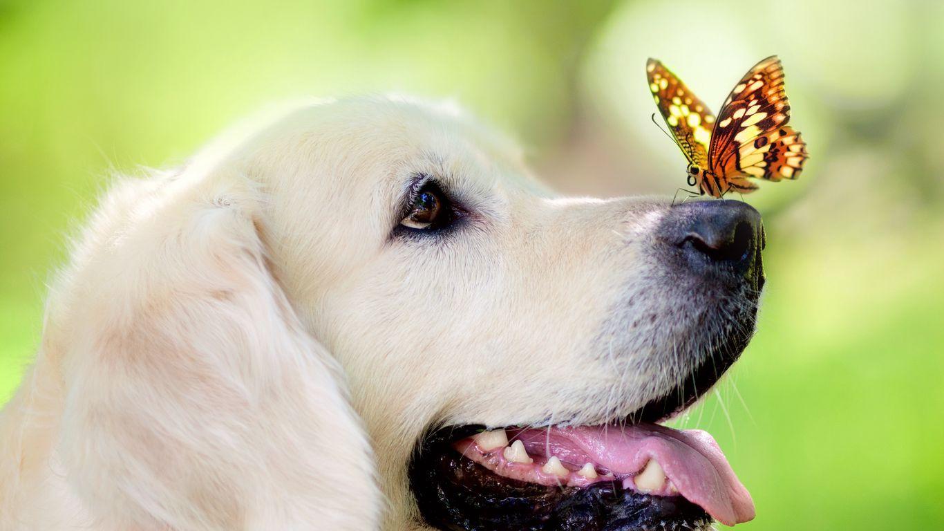 Dog Laptop Wallpapers - Top Free Dog Laptop Backgrounds - WallpaperAccess