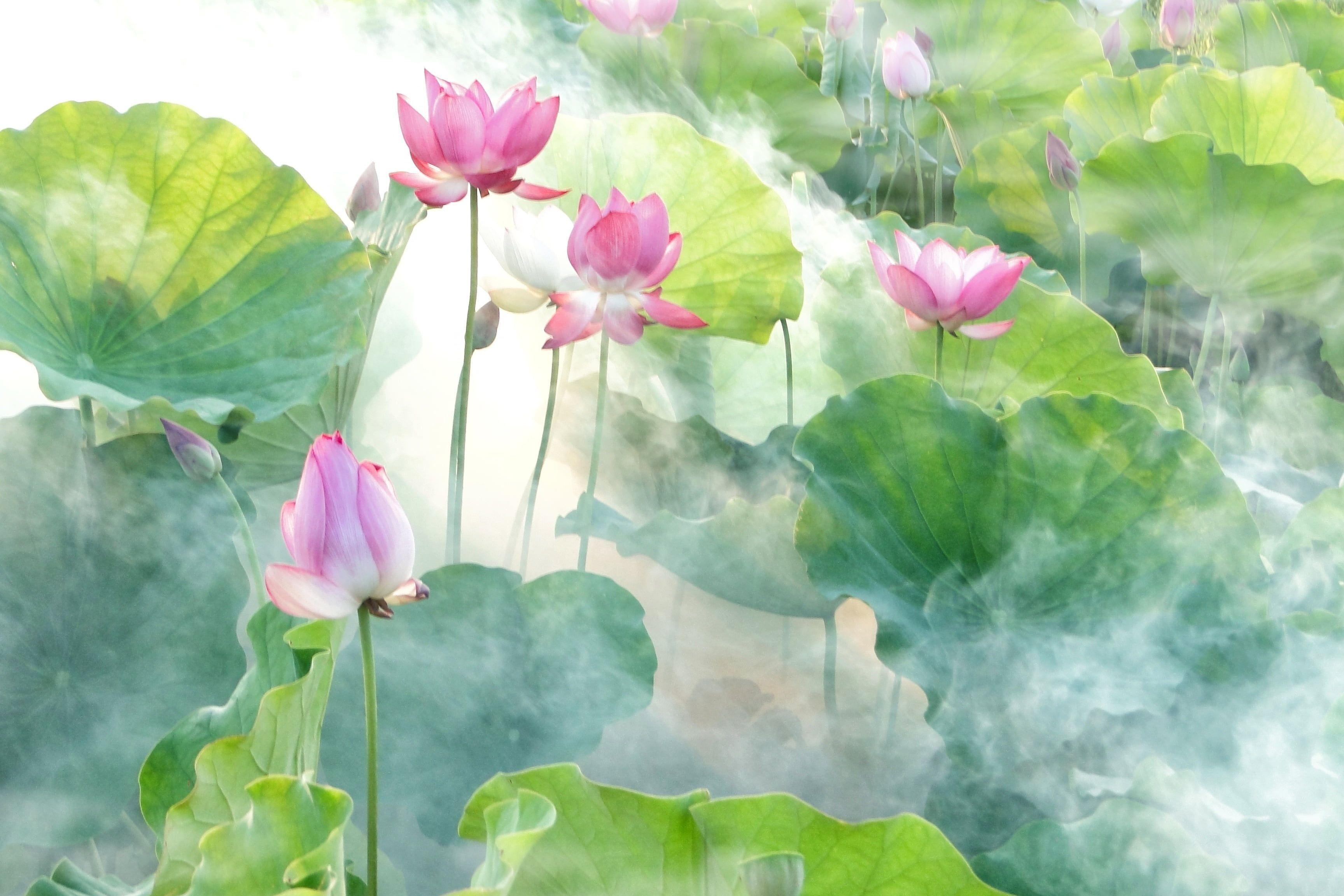 Zen Lotus Flower Pink Wallpapers - Top Free Zen Lotus Flower Pink ...