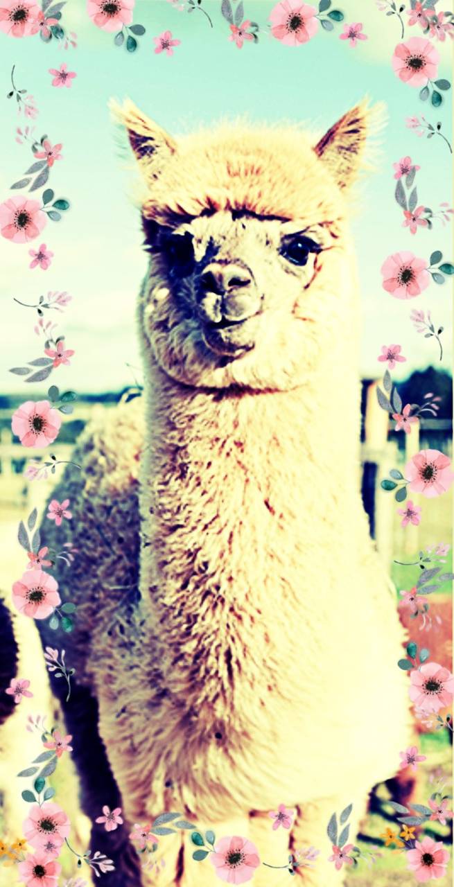 Alpaca Wallpapers - Top Free Alpaca Backgrounds - WallpaperAccess