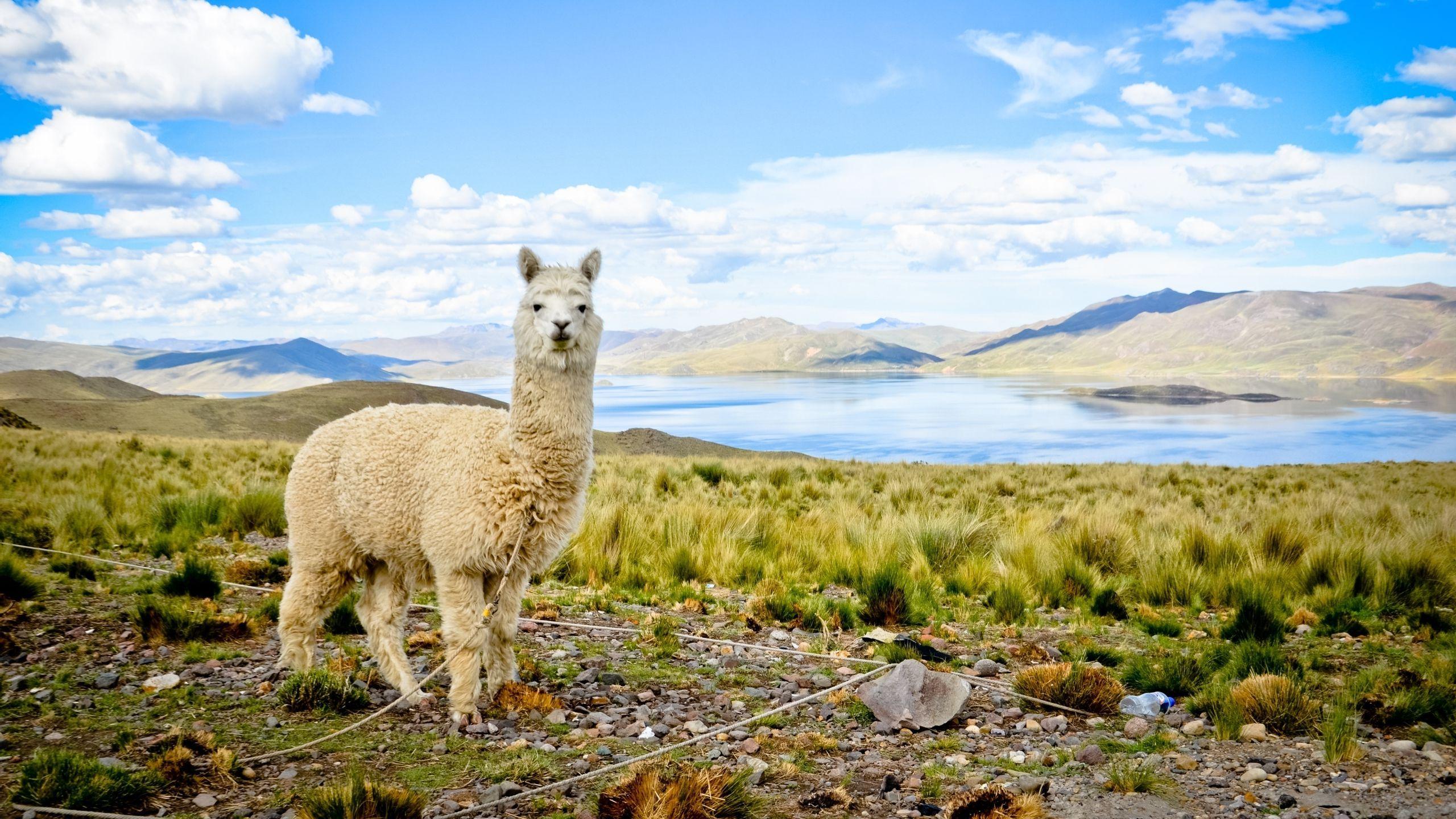 Alpaca Wallpapers - Top Free Alpaca Backgrounds - WallpaperAccess