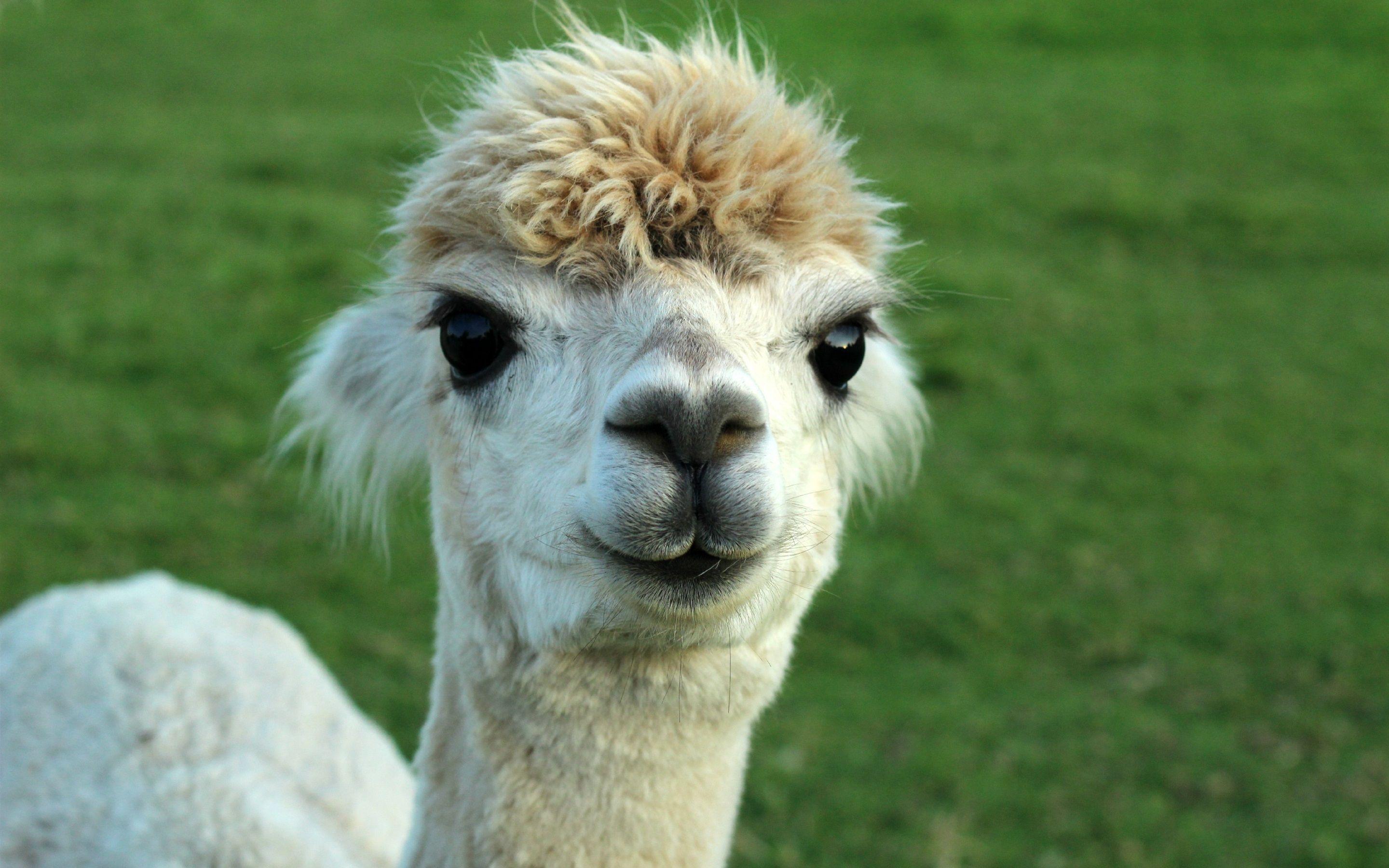 Alpaca Wallpapers - Top Free Alpaca Backgrounds - WallpaperAccess