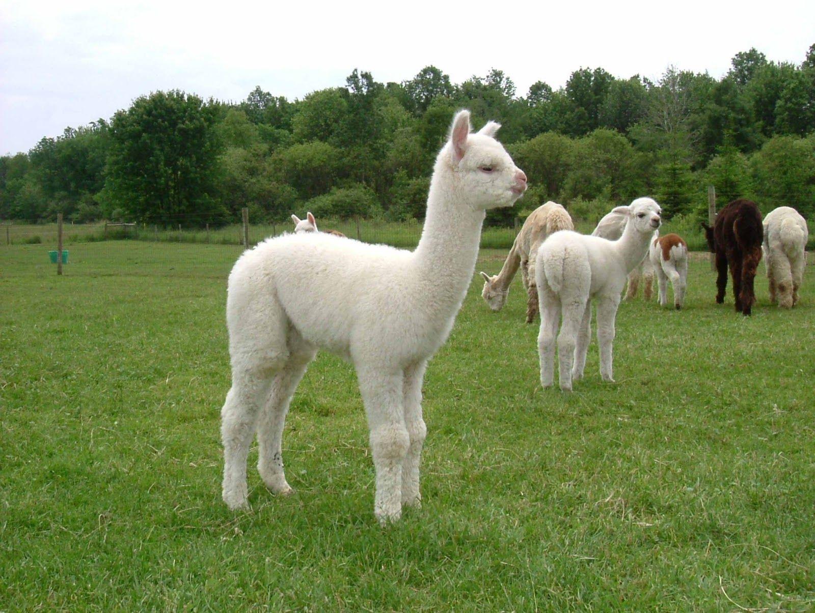 Alpaca Wallpapers - Top Free Alpaca Backgrounds - WallpaperAccess