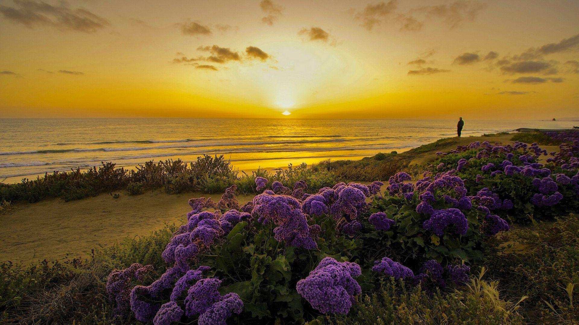 Pacific Wallpapers - Top Free Pacific Backgrounds - WallpaperAccess