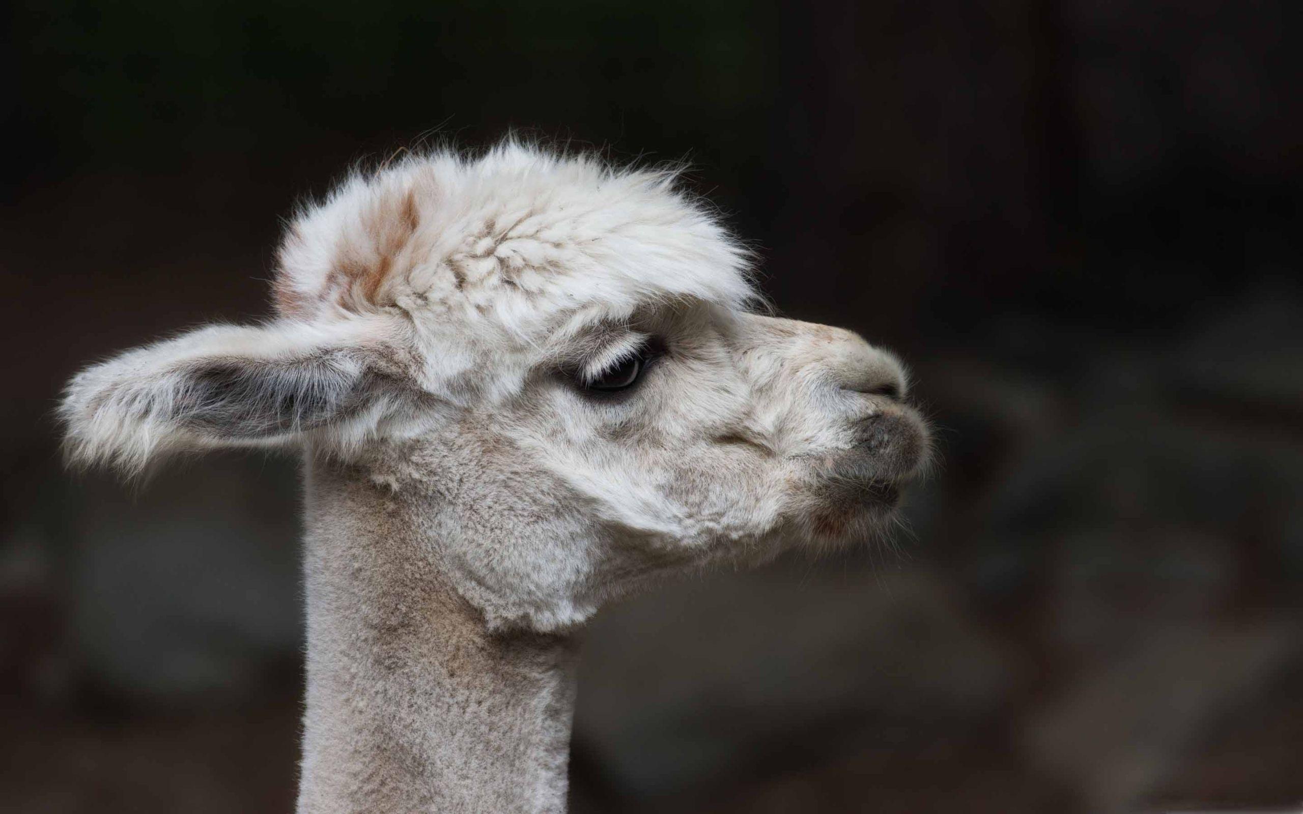Alpaca Wallpapers - Top Free Alpaca Backgrounds - WallpaperAccess