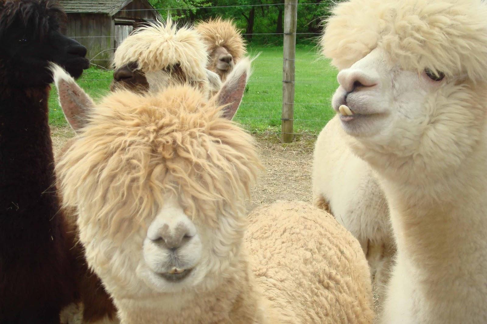 Alpaca Wallpapers - Top Free Alpaca Backgrounds - WallpaperAccess