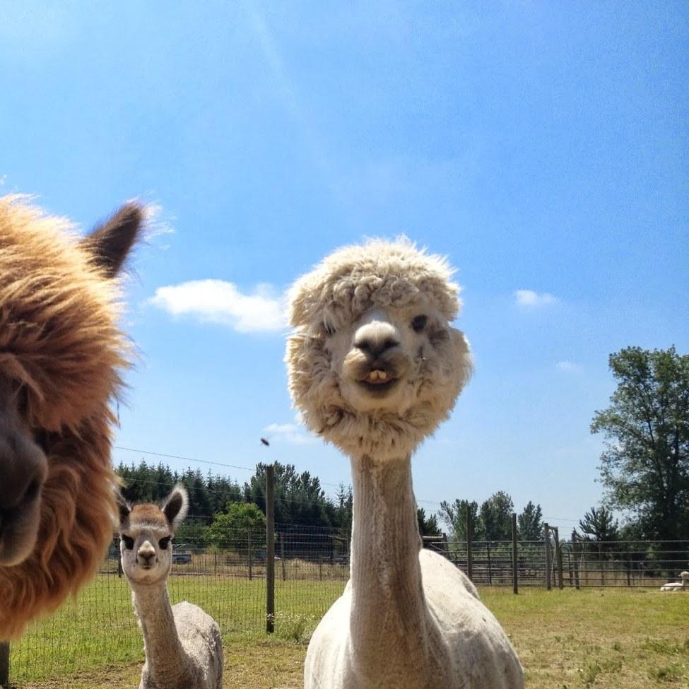 Alpaca Wallpapers - Top Free Alpaca Backgrounds - WallpaperAccess