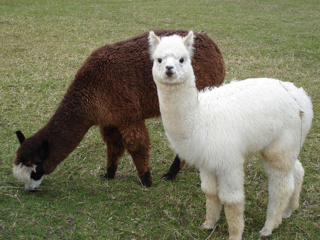 Alpaca Wallpapers - Top Free Alpaca Backgrounds - WallpaperAccess