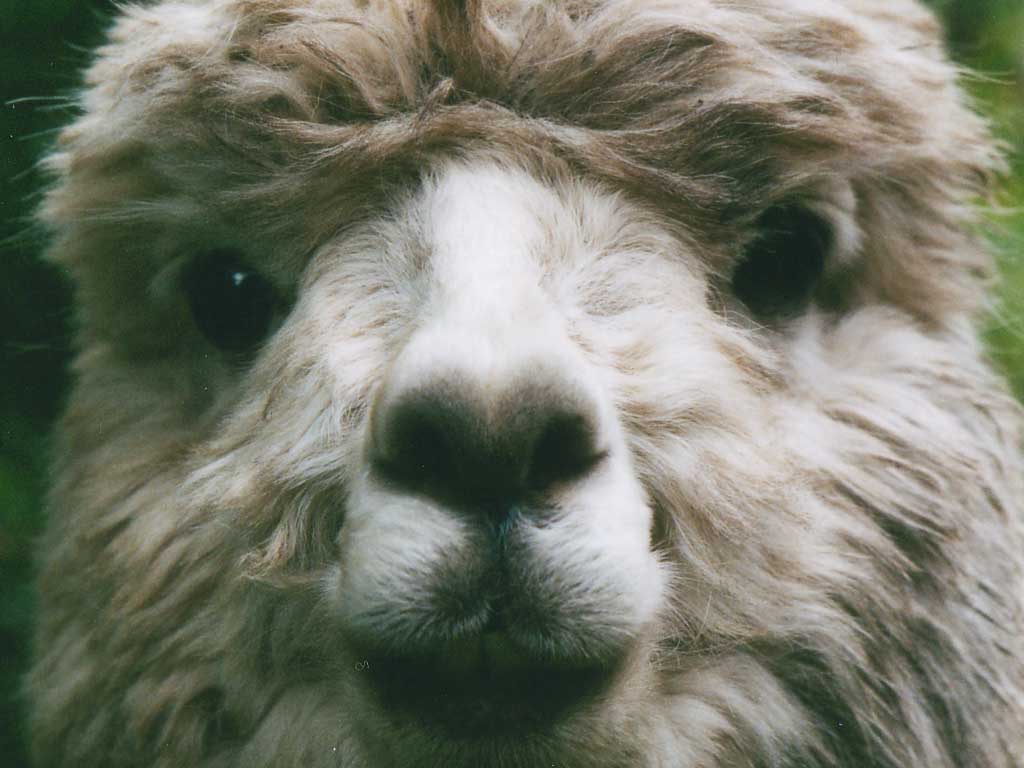 Alpaca Wallpapers - Top Free Alpaca Backgrounds - WallpaperAccess