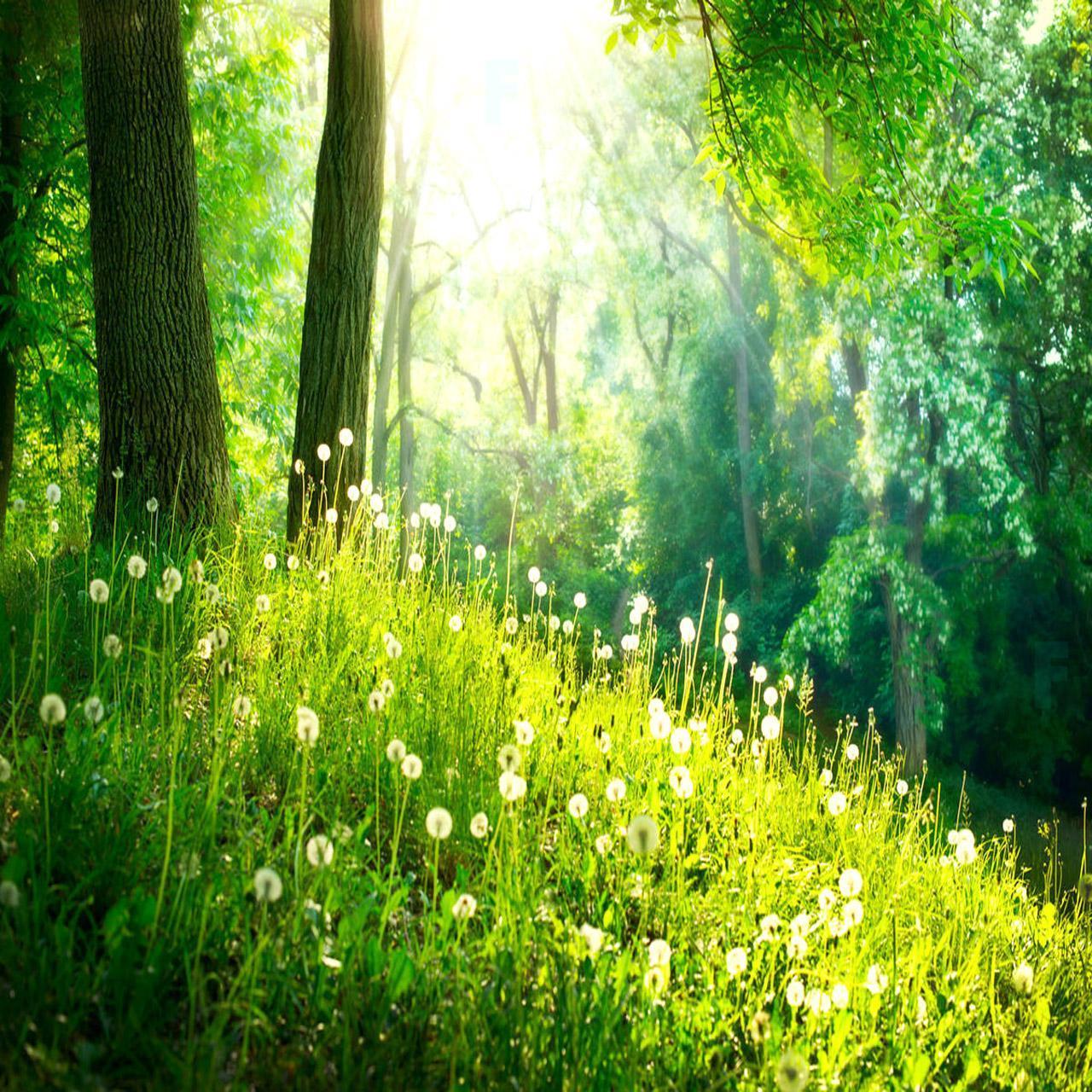 Beautiful Forest Wallpapers - Top Free Beautiful Forest Backgrounds ...