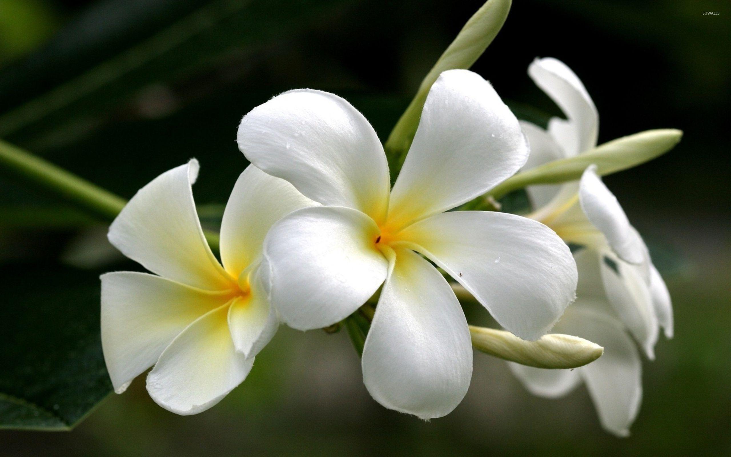 Frangipani Wallpapers - Top Free Frangipani Backgrounds - WallpaperAccess