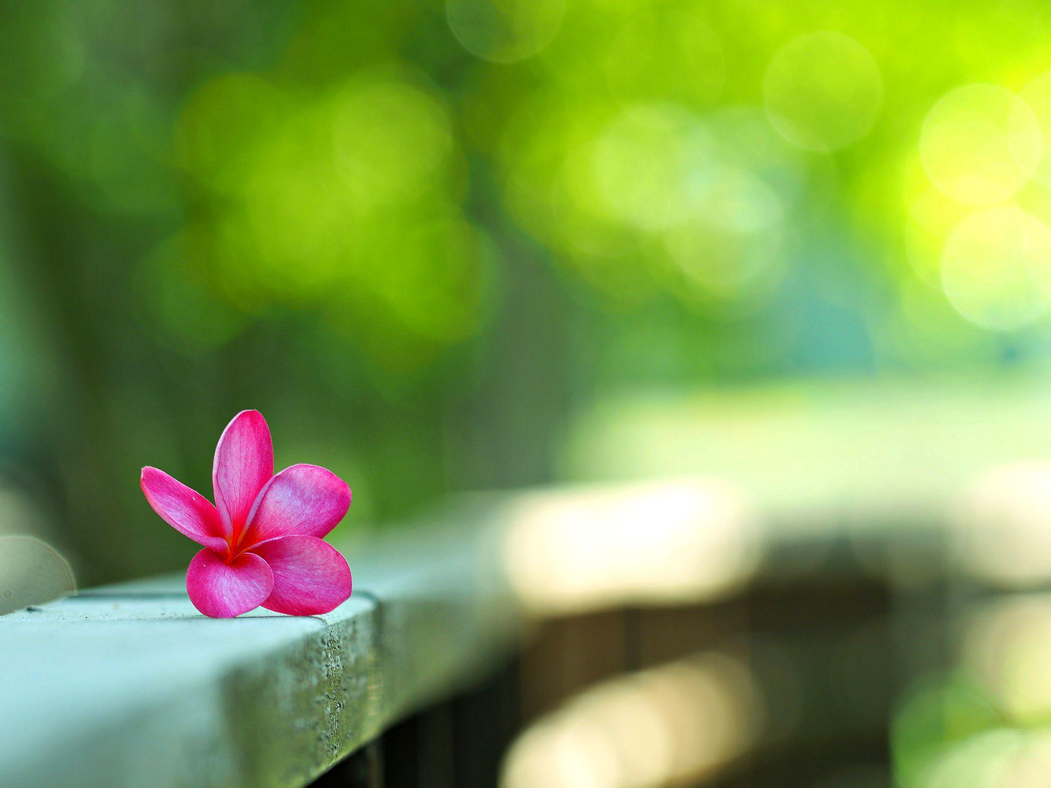 Bokeh Flower Wallpapers - Top Free Bokeh Flower Backgrounds ...