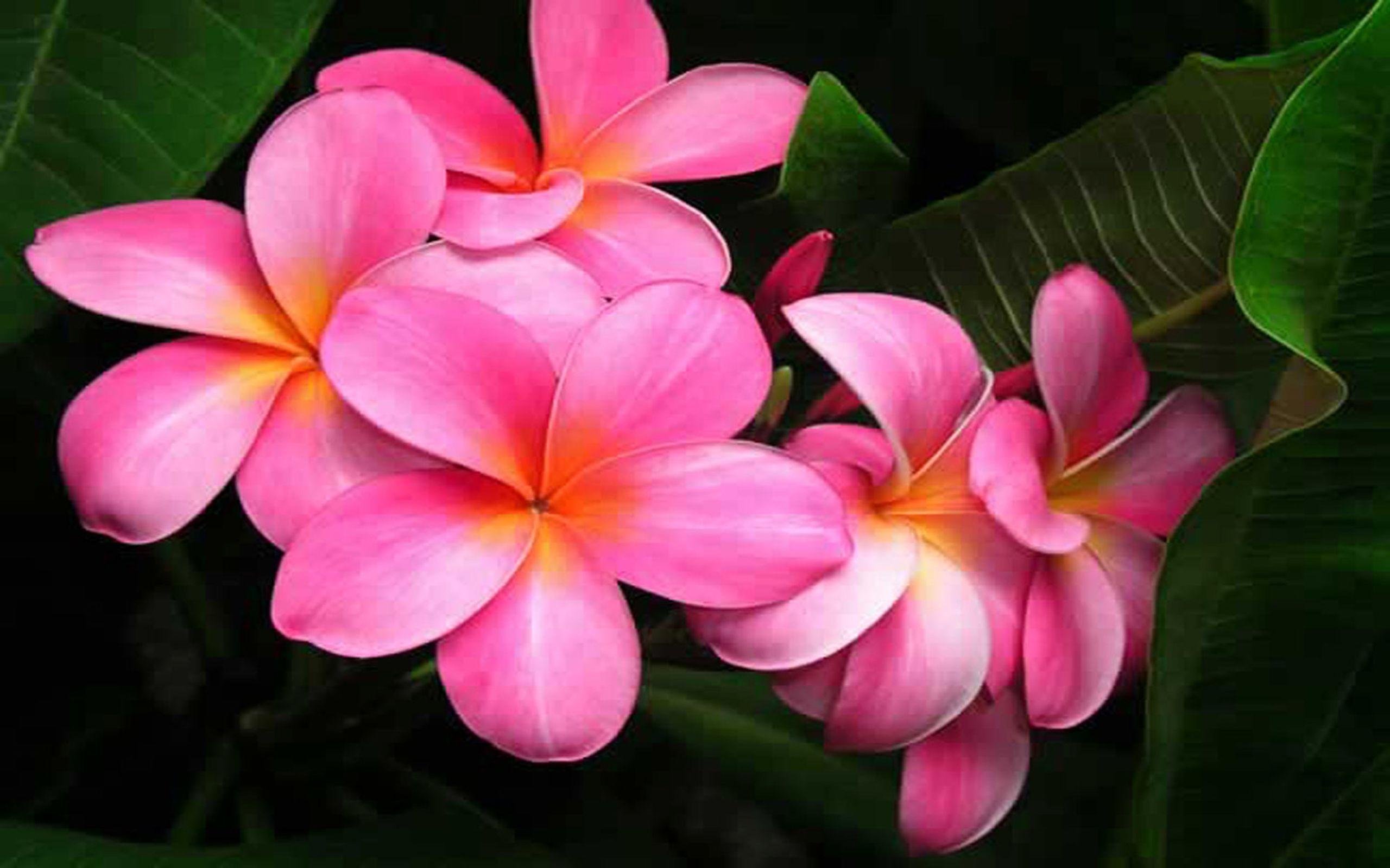Plumeria Wallpapers - Top Free Plumeria Backgrounds - WallpaperAccess